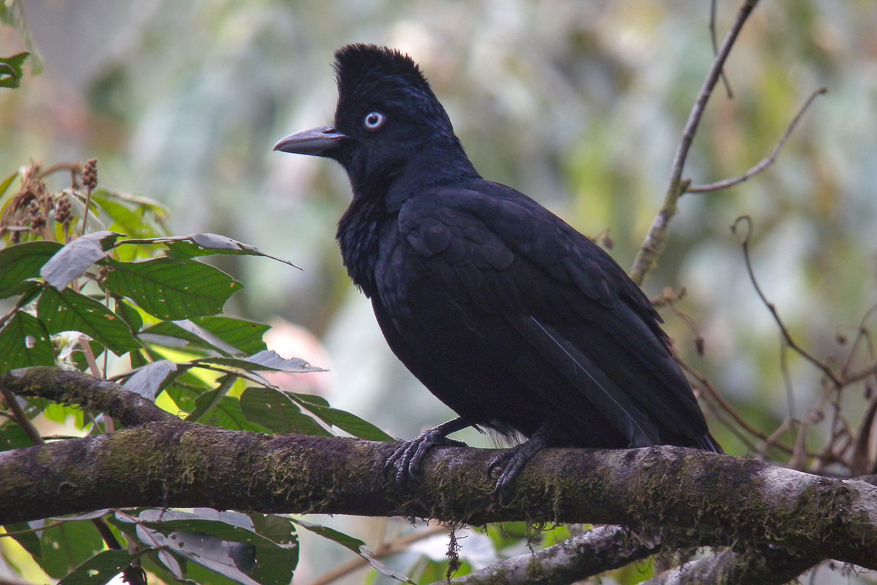 Bolivia Birding Tours - Bolivia Birdwatching Tours - Birdquest