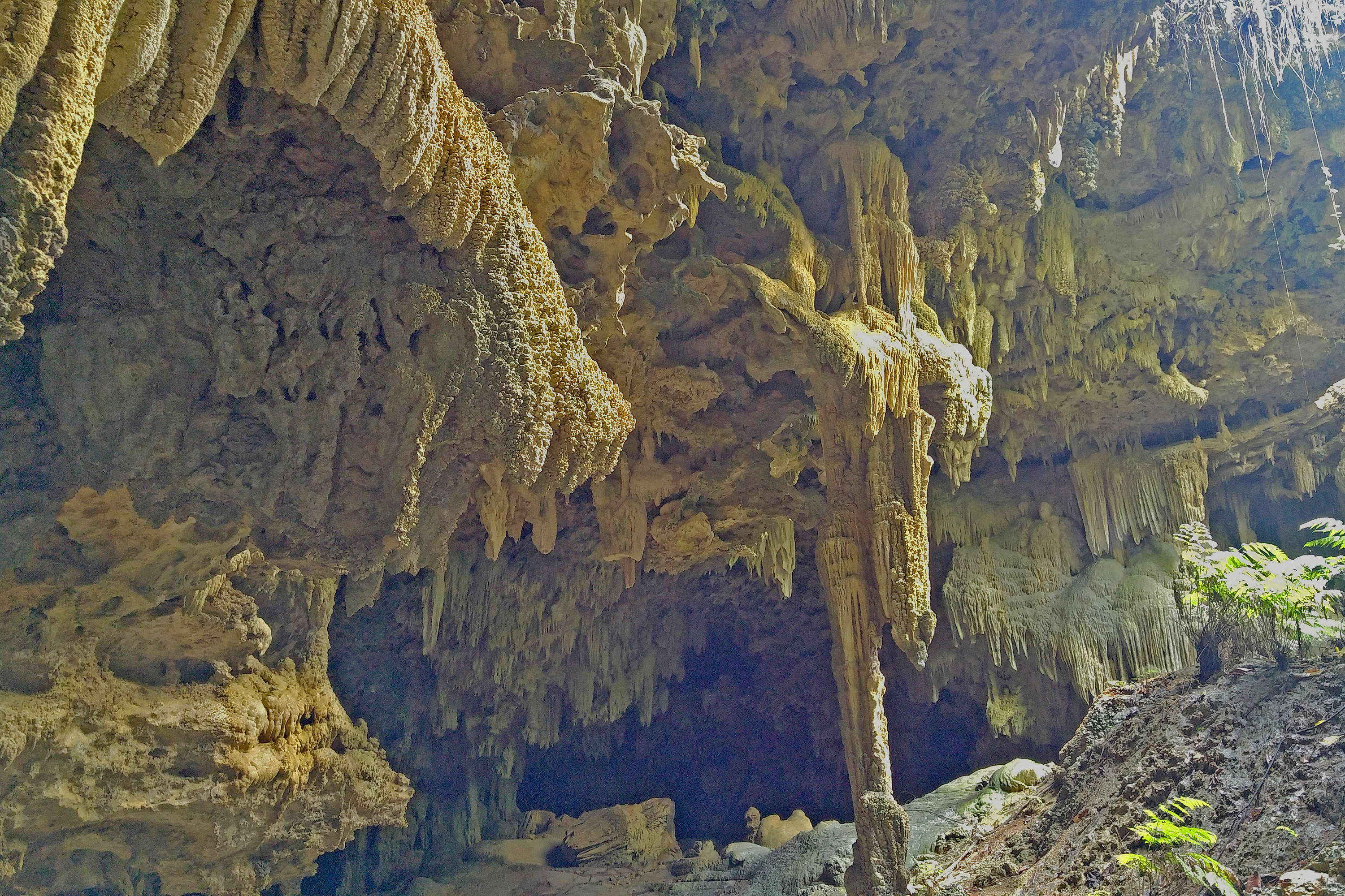 New Caledonia Birding Tours - Fiji - Vanuatu - Samoa - Birdquest