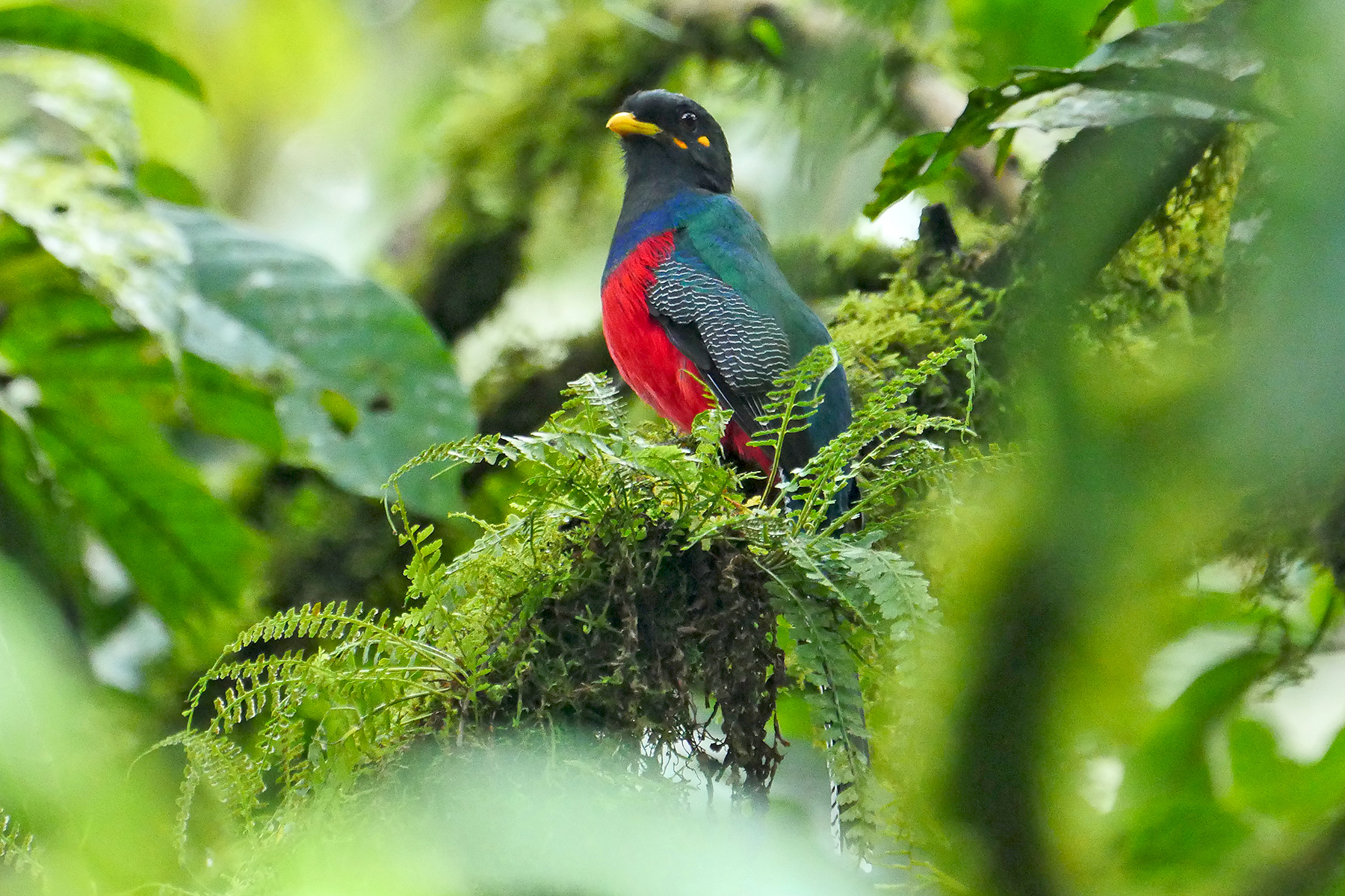 Uganda Birding Tours - Birdwatching - Birdquest