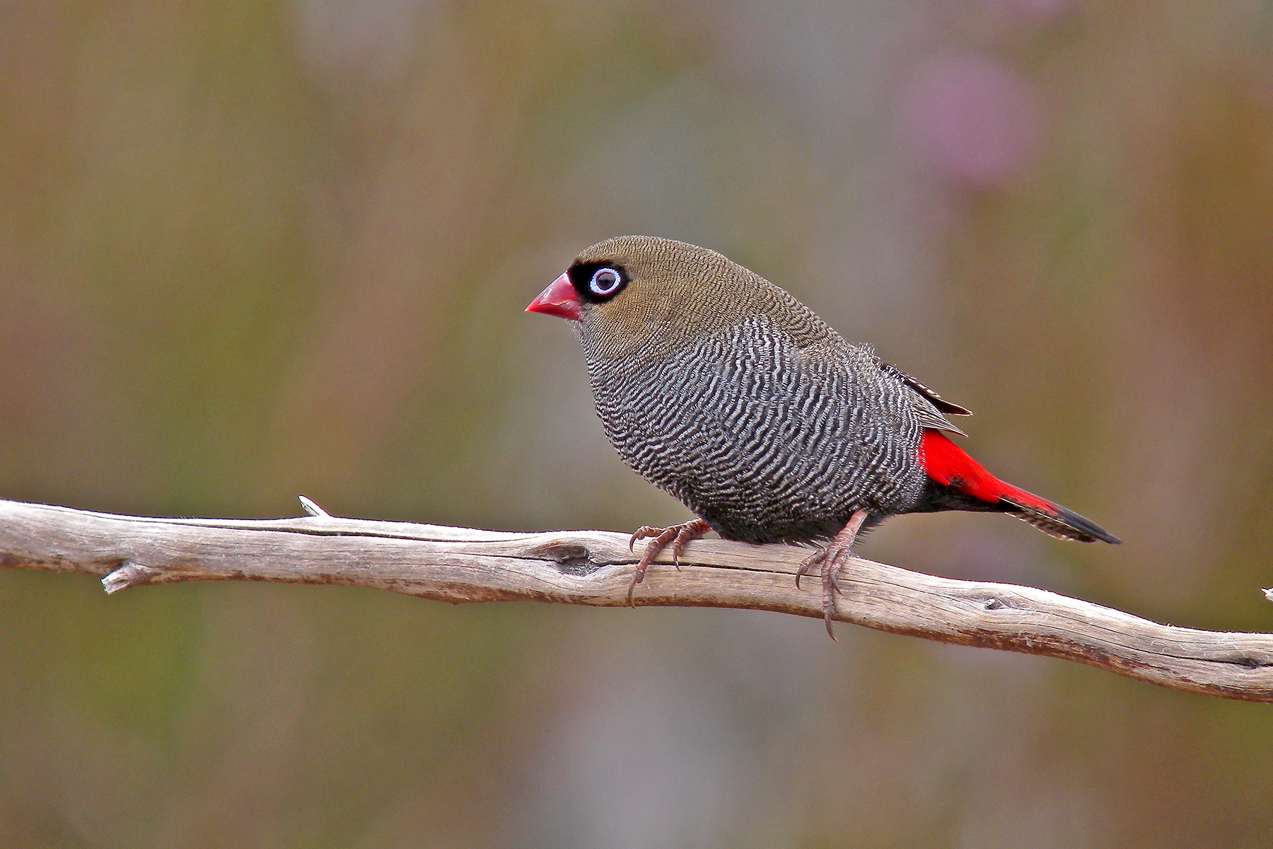 Southern Australia Birding Tours - Tasmania - Birdquest