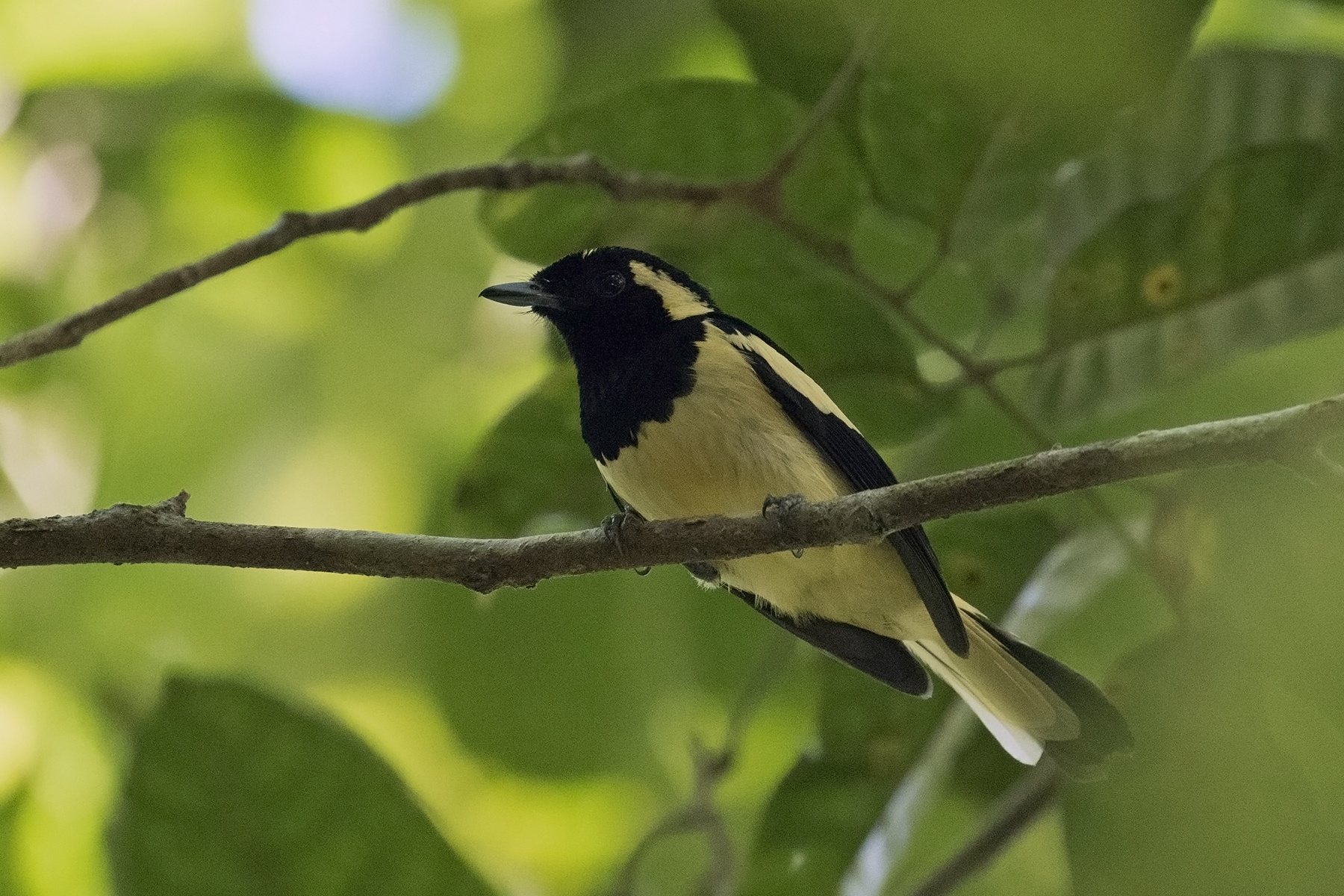 West Papua Birding Tours, Indonesia - Birdwatching - Birdquest