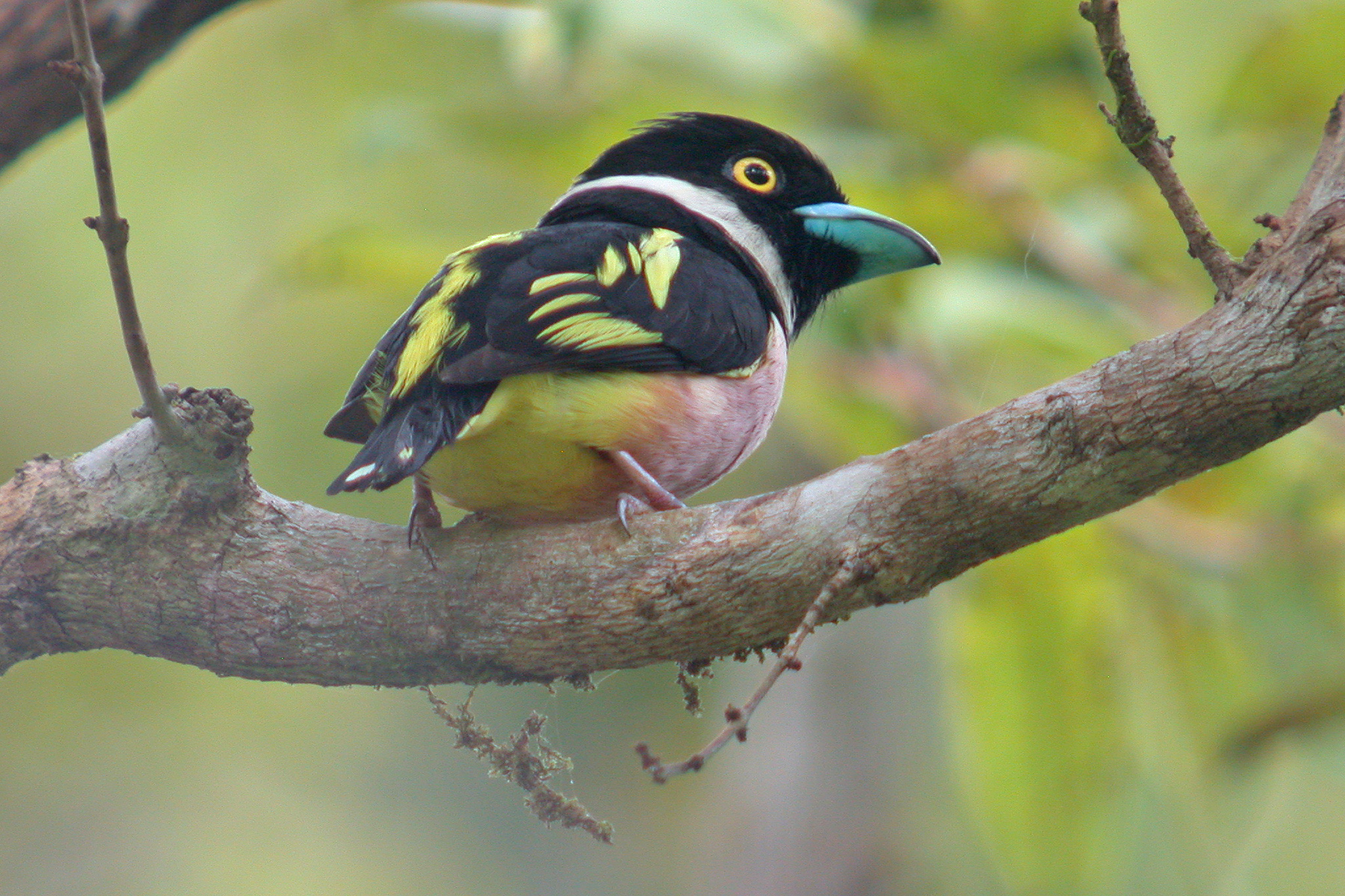 Sumatra Birding Tours, Indonesia - Birdwatching - Birdquest