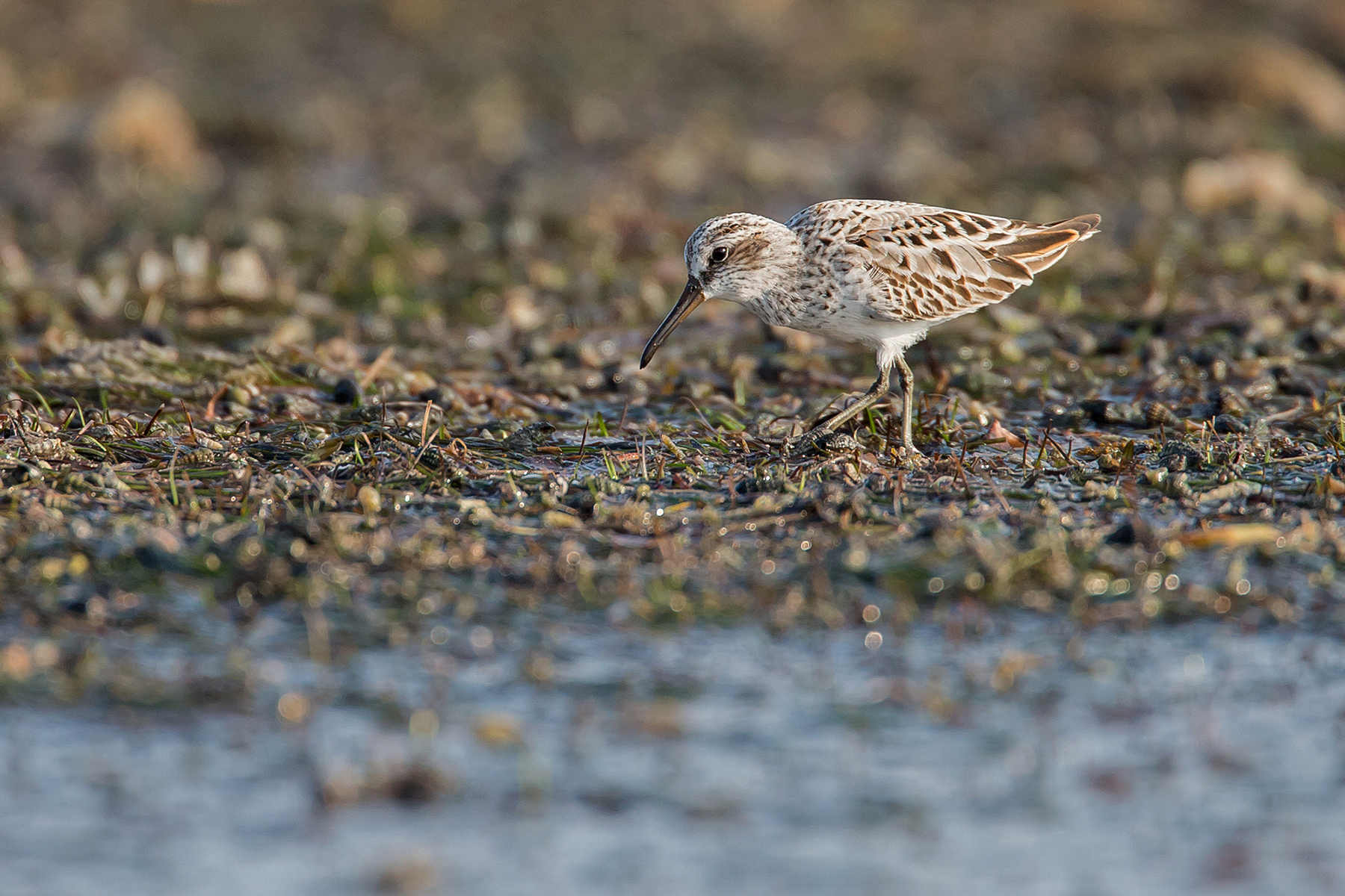 Oman Birding Tours - Bahrain - Bird-watching Holidays - Birdquest