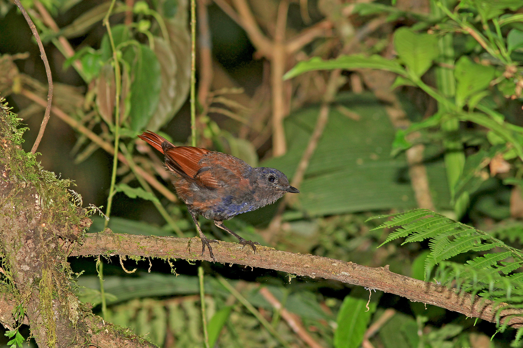 Sumatra Birding Tours, Indonesia - Java - Birdwatching - Birdquest