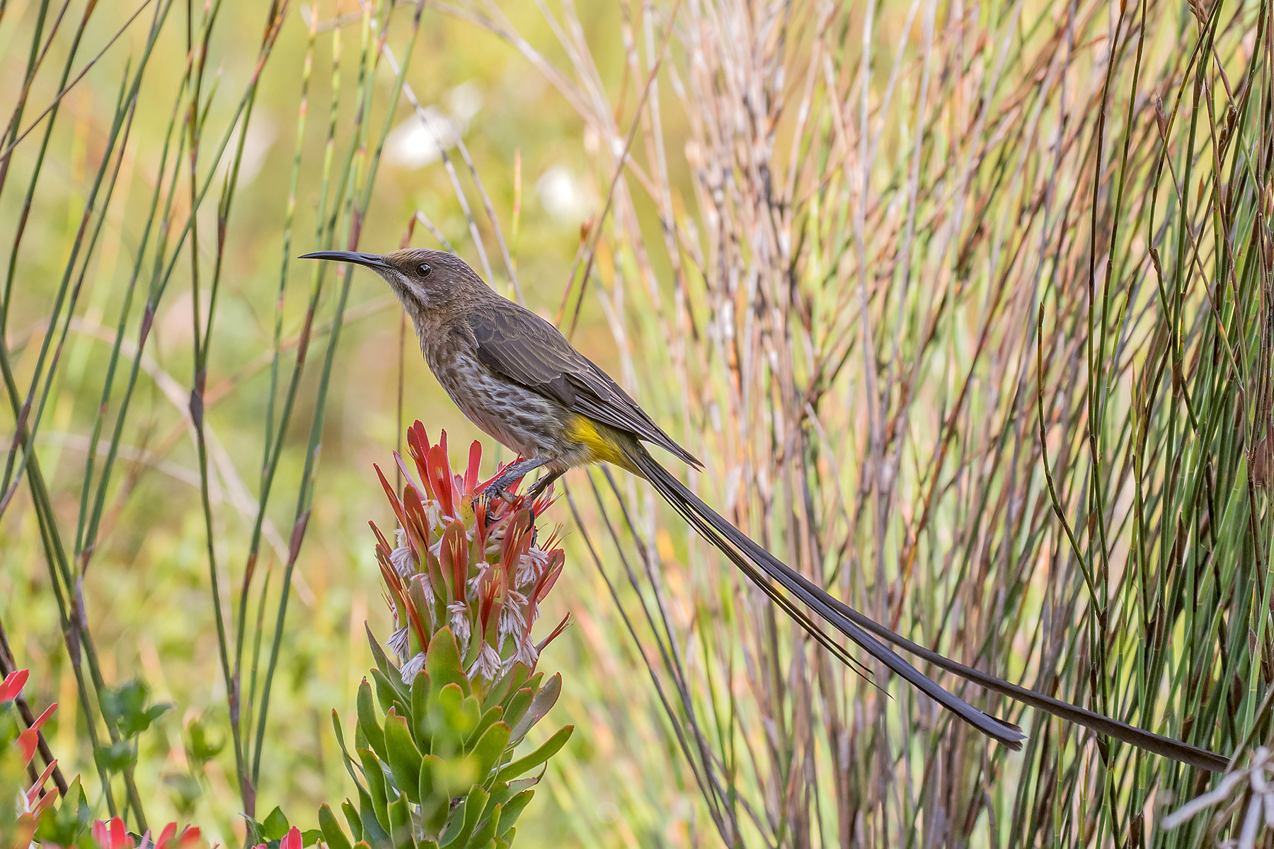 South Africa Birding Tours - South Africa Birdwatching - Birdquest