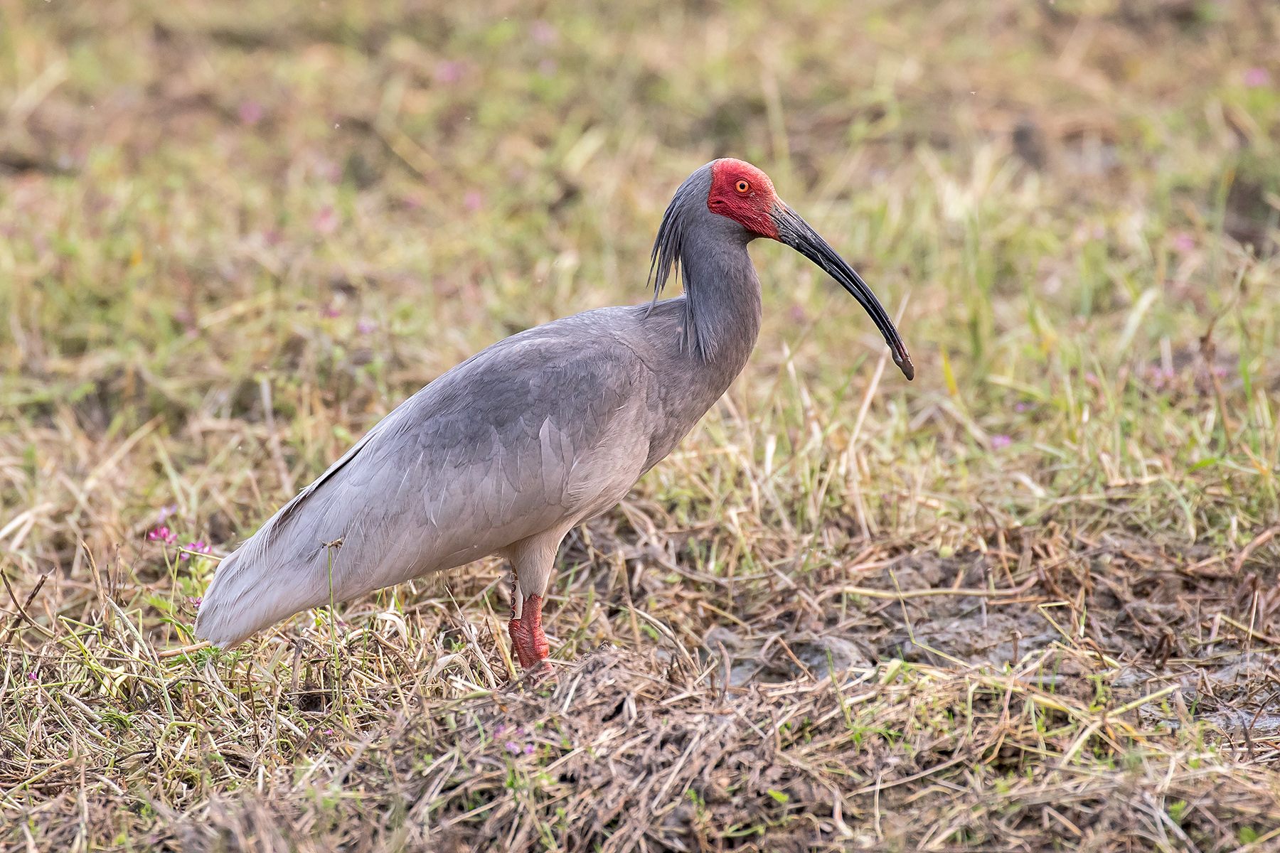 Birding Tours - Bird Watching Tours - Birding Holidays - Birdquest