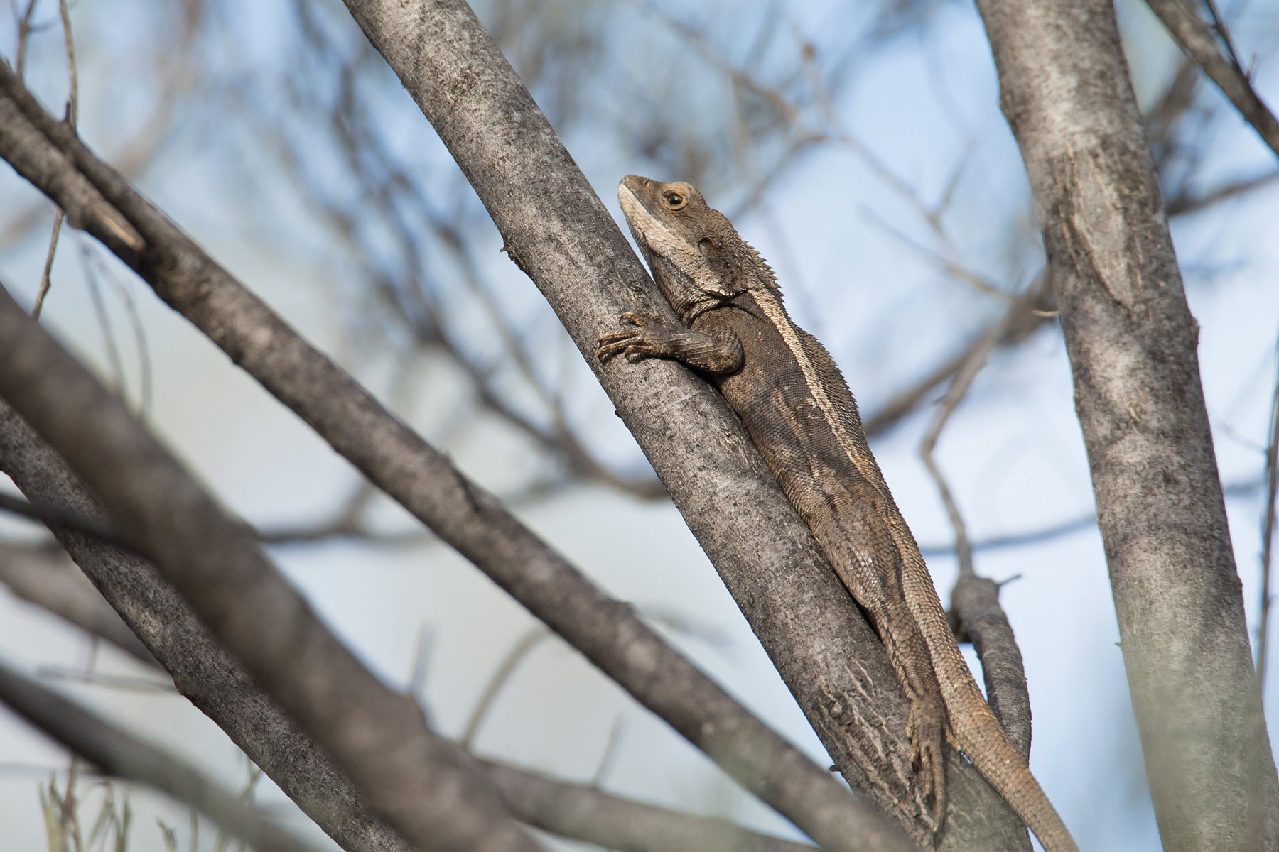Northern Territory Birding Tours, Australia - Birdquest
