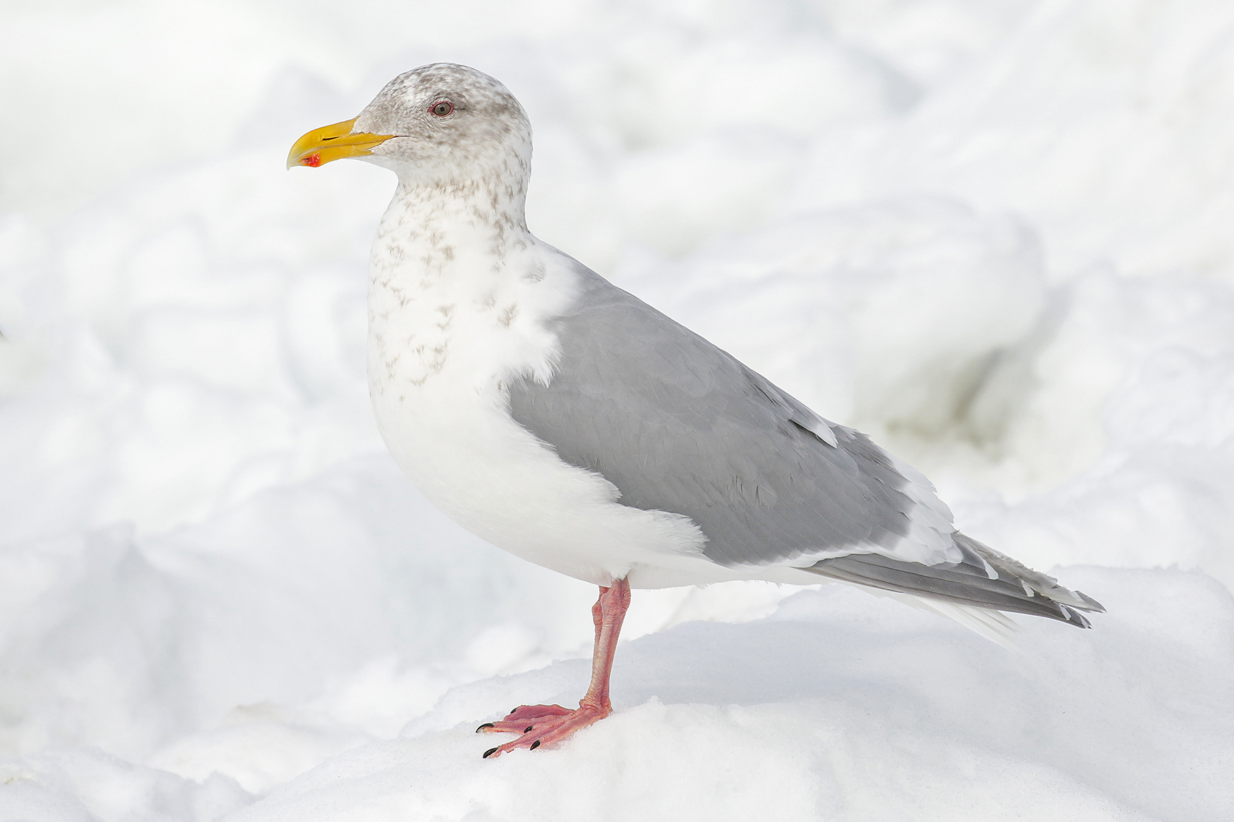 Japan Winter Birding Tours - Japan Birdwatching - Birdquest
