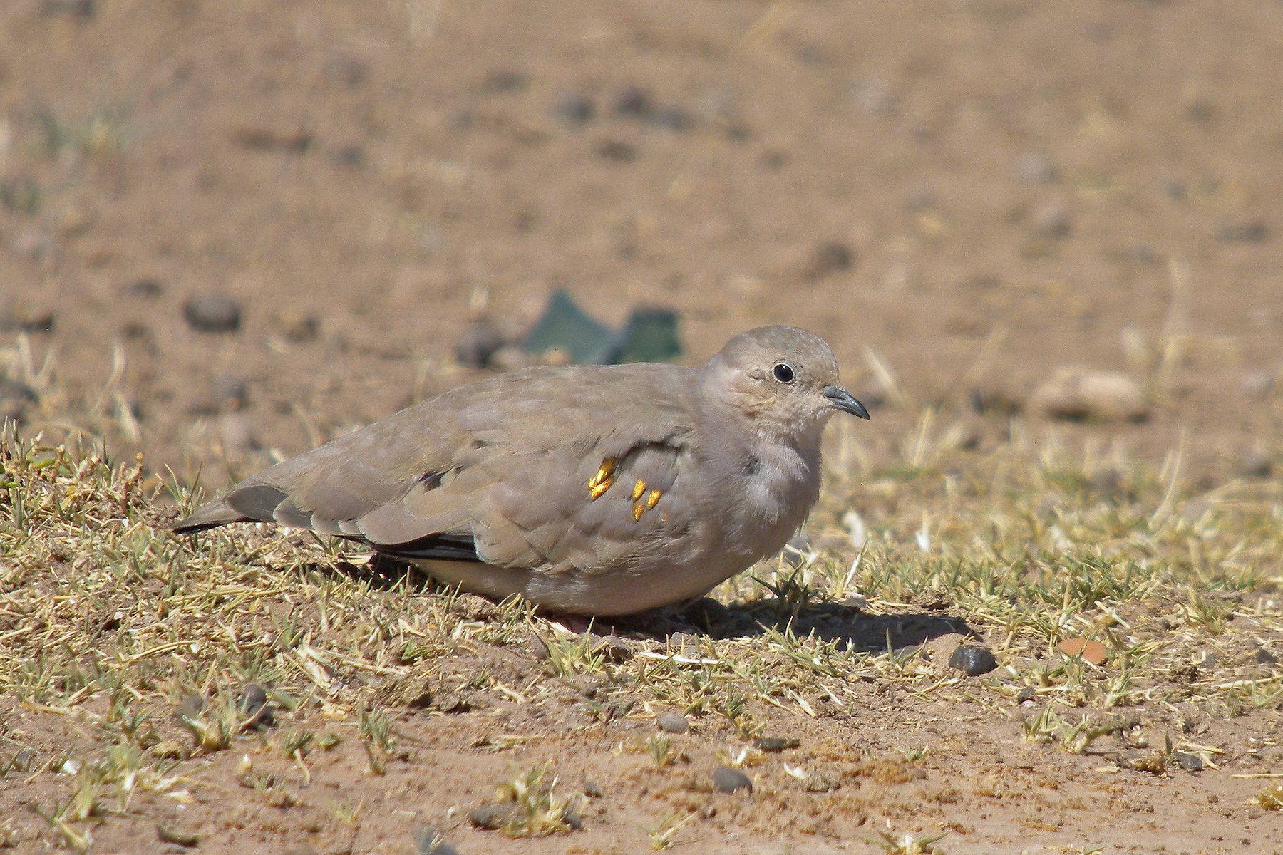 Bolivia Birding Tours - Bolivia Birdwatching Tours - Birdquest