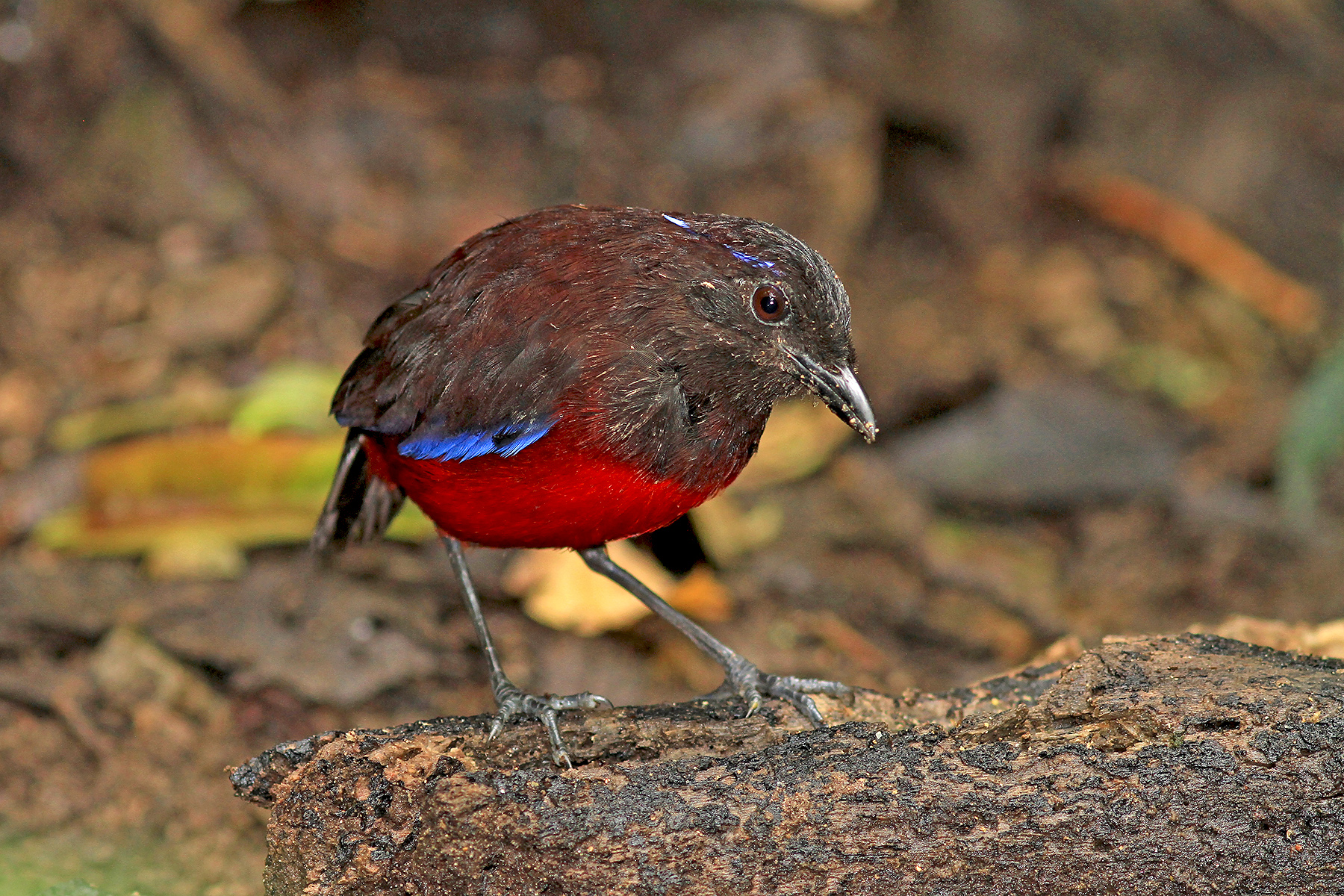 Sumatra Birding Tours, Indonesia - Birdwatching - Birdquest