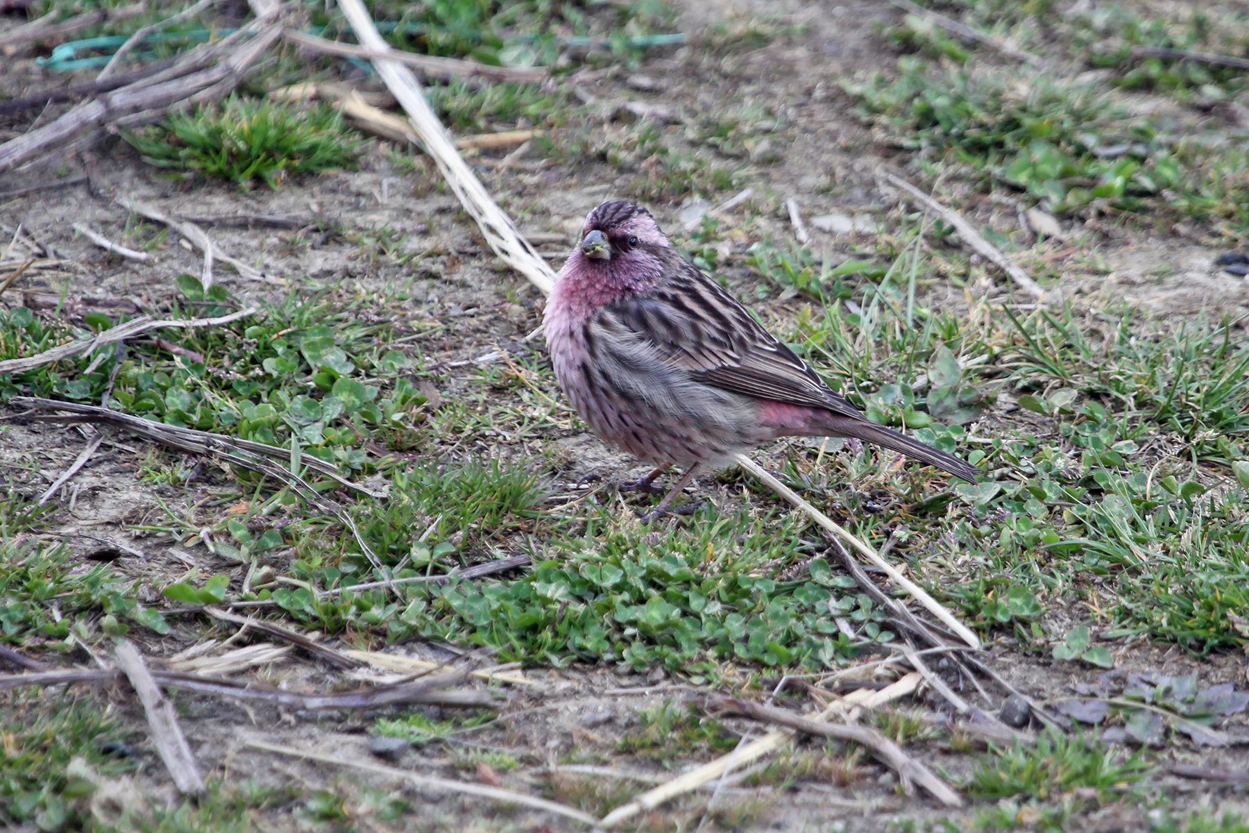 Bhutan Birding Tours - Bhutan Birdwatching Tours - Birdquest