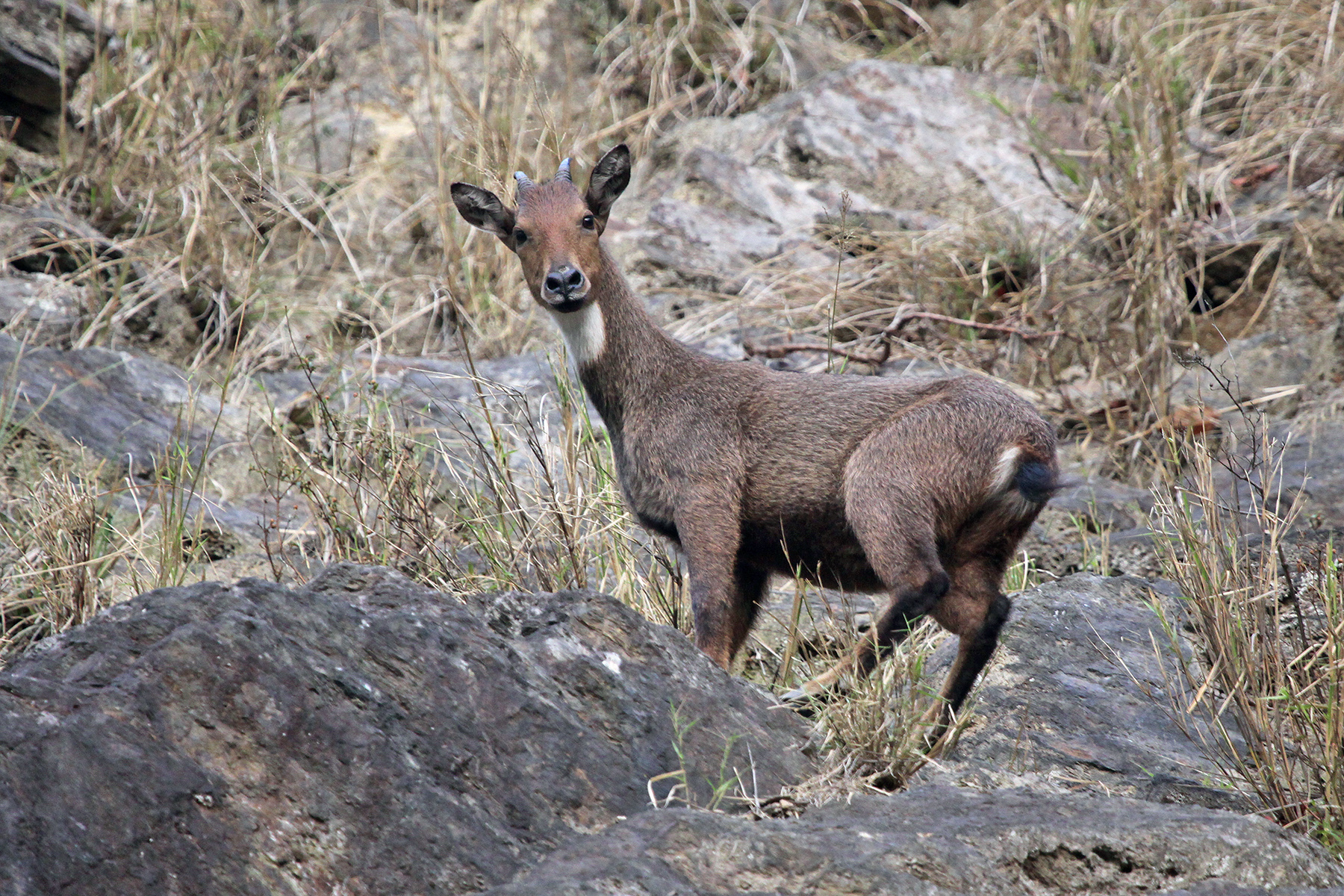 Bhutan Birding Tours - Bhutan Birdwatching Tours - Birdquest