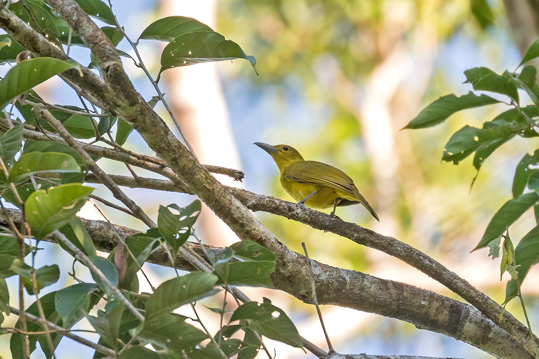 Remote Philippines Birding Tours - Endemics Galore - Birdquest