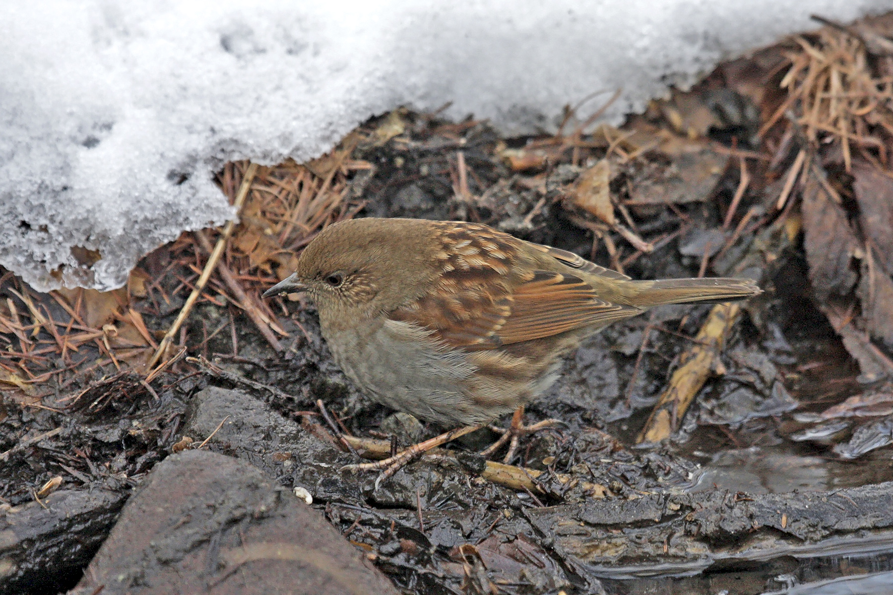 Japan Winter Birding Tours - Japan Birdwatching - Birdquest