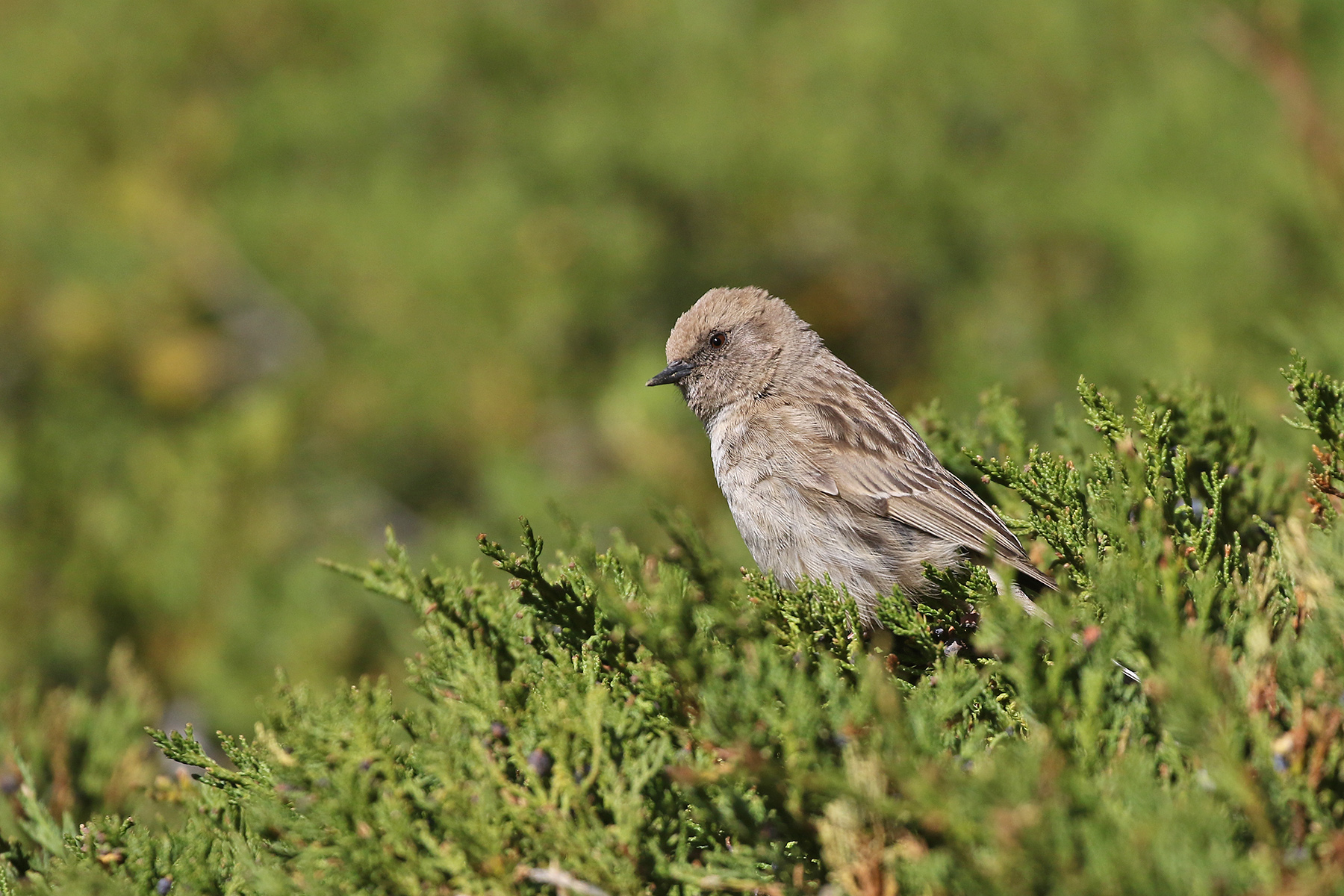 Mongolia Birding Tours - Mongolia Birdwatching Tours - Birdquest