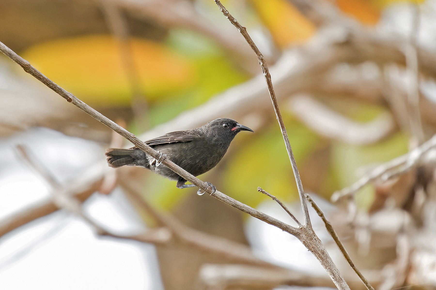 Lesser Antilles Birding Tours - Trinidad Birding Tours - Birdquest