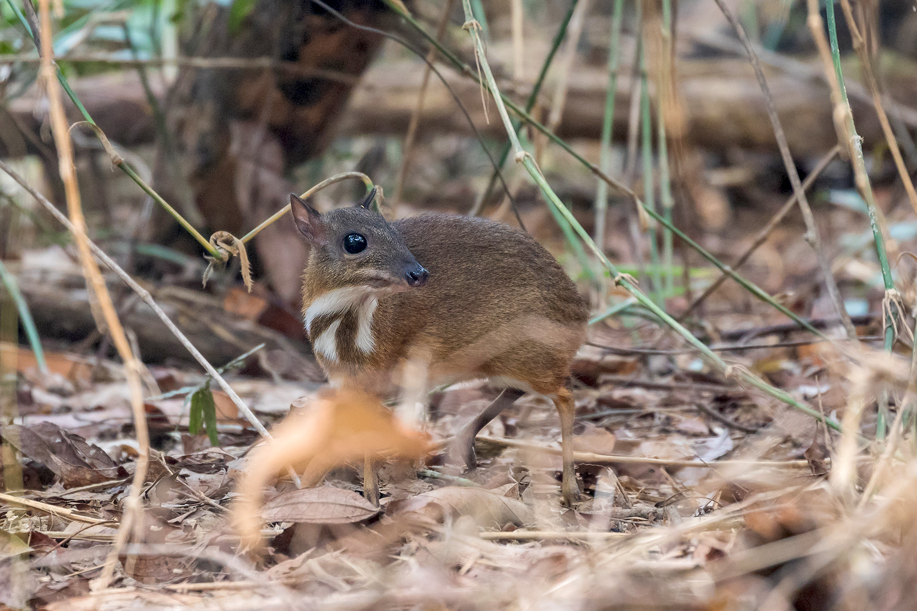 Vietnam Birding Tours - Vietnam Birdwatching Tours - Birdquest