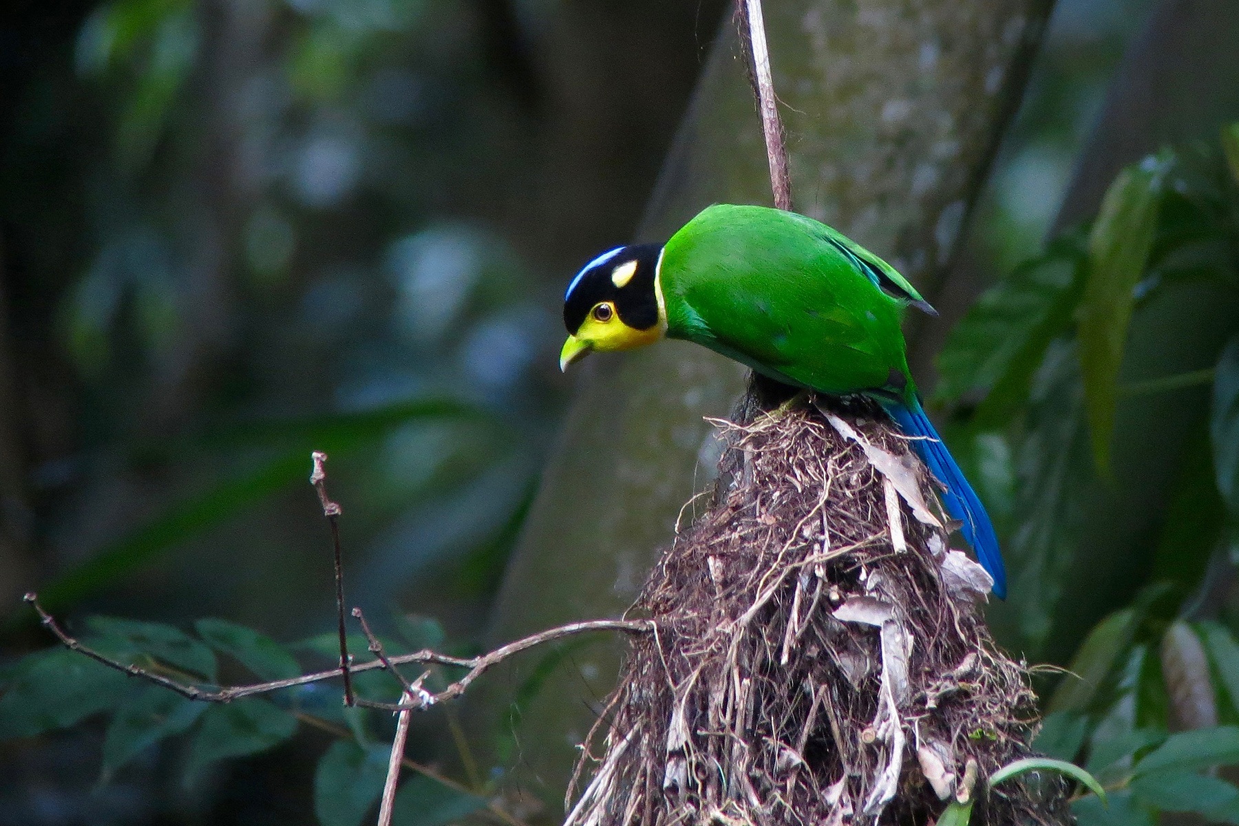 Cambodia Birding Tours - Bird-watching - Birds of Laos - Birdquest