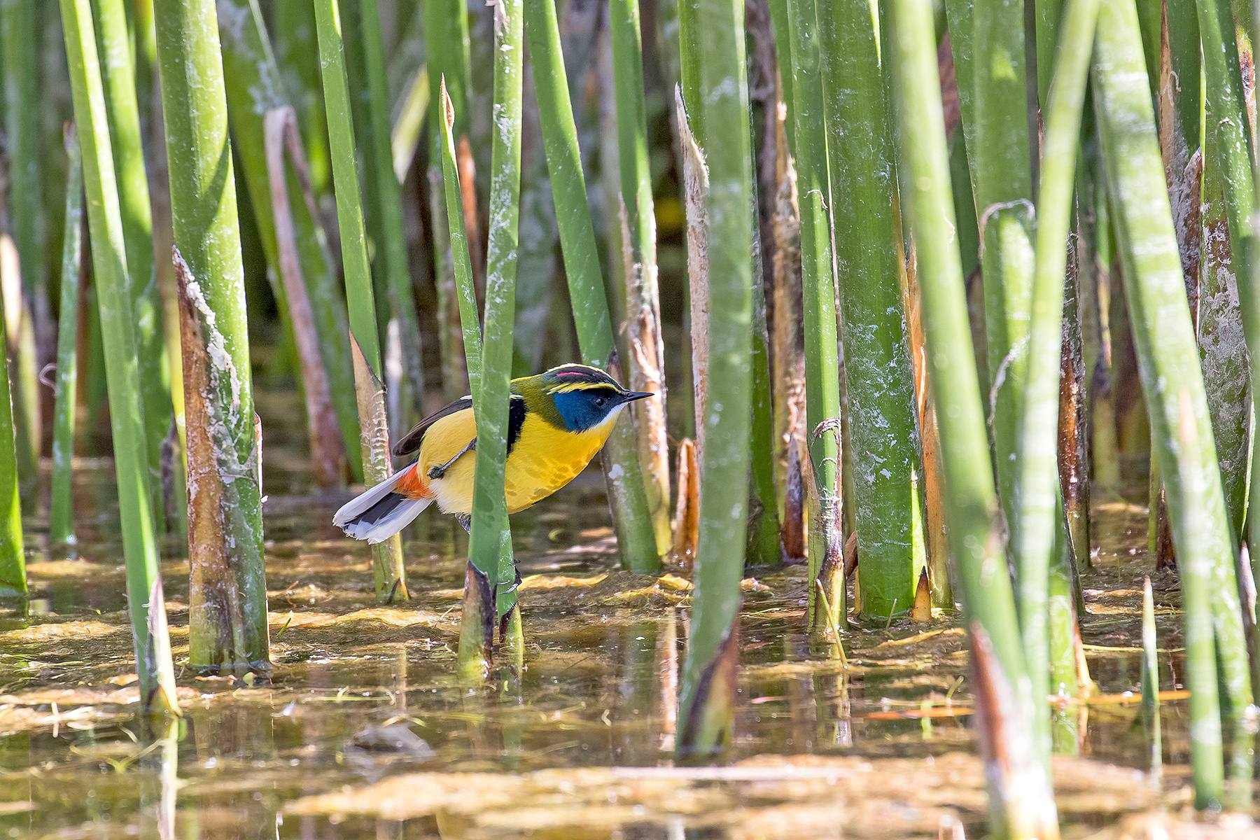 Peru Birding Tours - Bird-watching in Peru - Birdquest