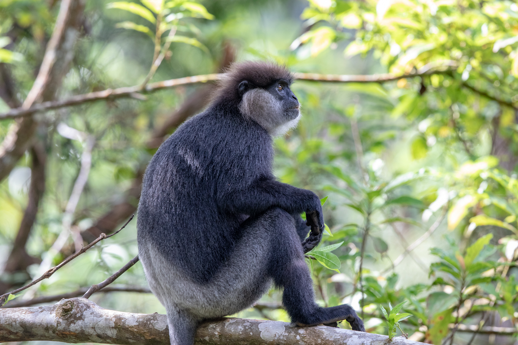 Sri Lanka Birding Tours - Bird watching - Birds - Birdquest