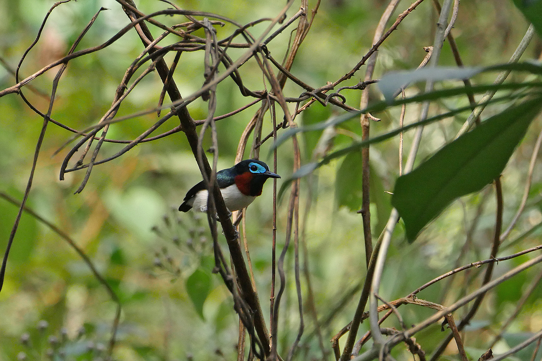 Sierra Leone Birding Tours - Liberia Birding Tours - Birdquest