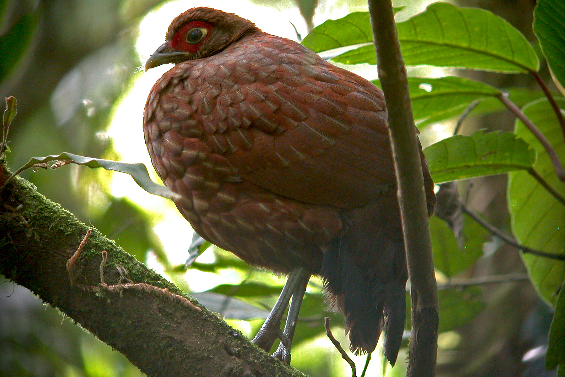 Sumatra Birding Tours, Indonesia - Java - Birdwatching - Birdquest