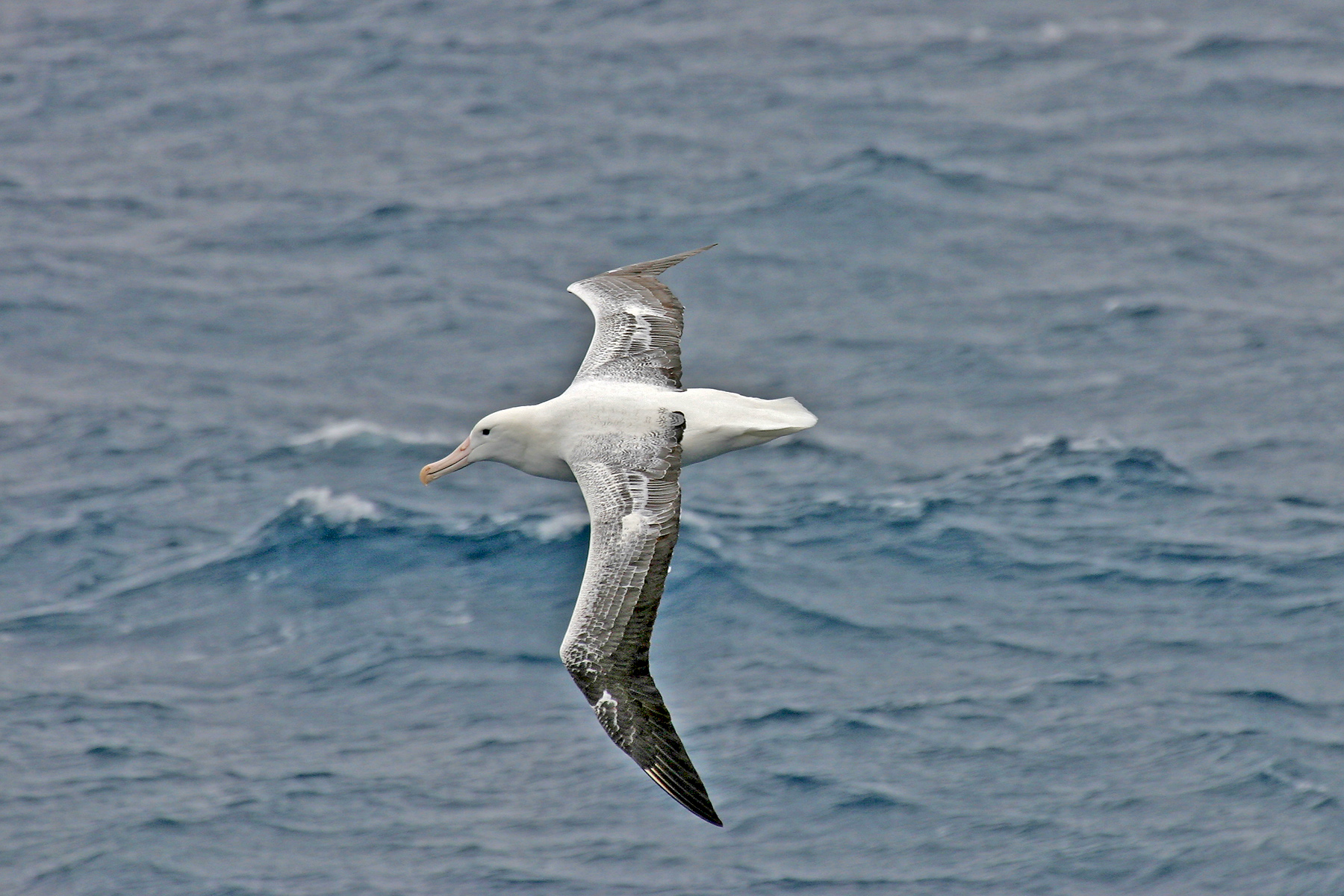 New Zealand Subantarctic Birding Tours - Macquarie - Birdquest