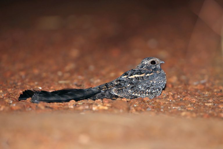 About Us & Frequently Asked Questions - Birdquest Birding Tours