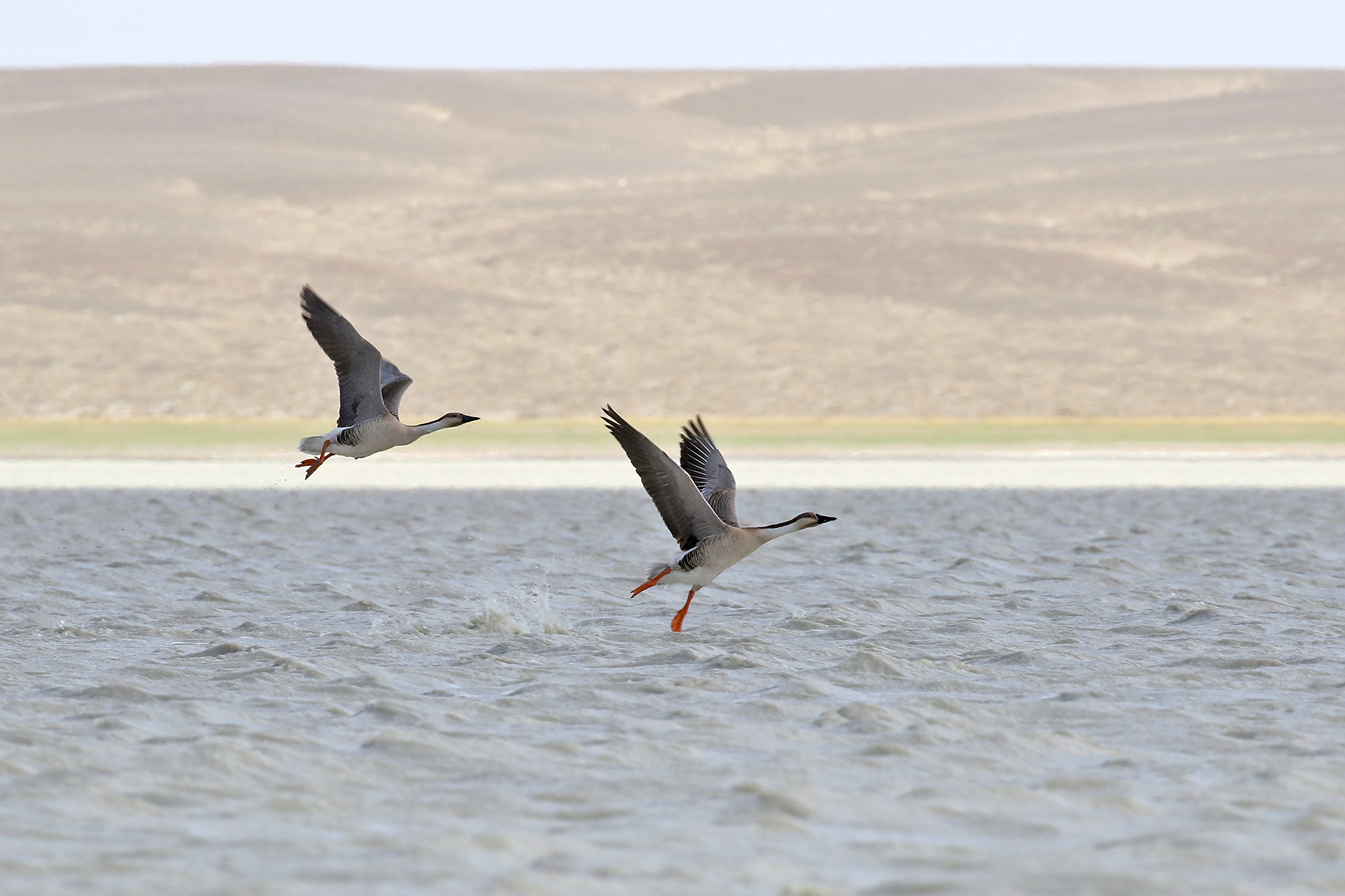 Mongolia Birding Tours - Mongolia Birdwatching Tours - Birdquest