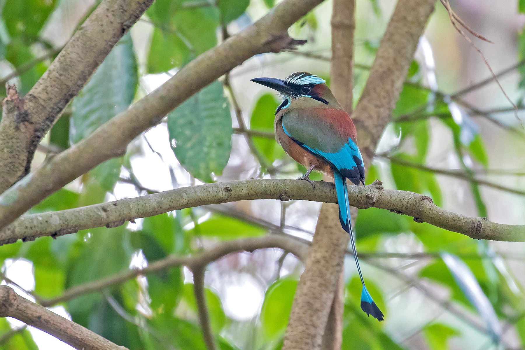 Costa Rica Birding Tours - Birdwatching Holidays - Birds - Birdquest