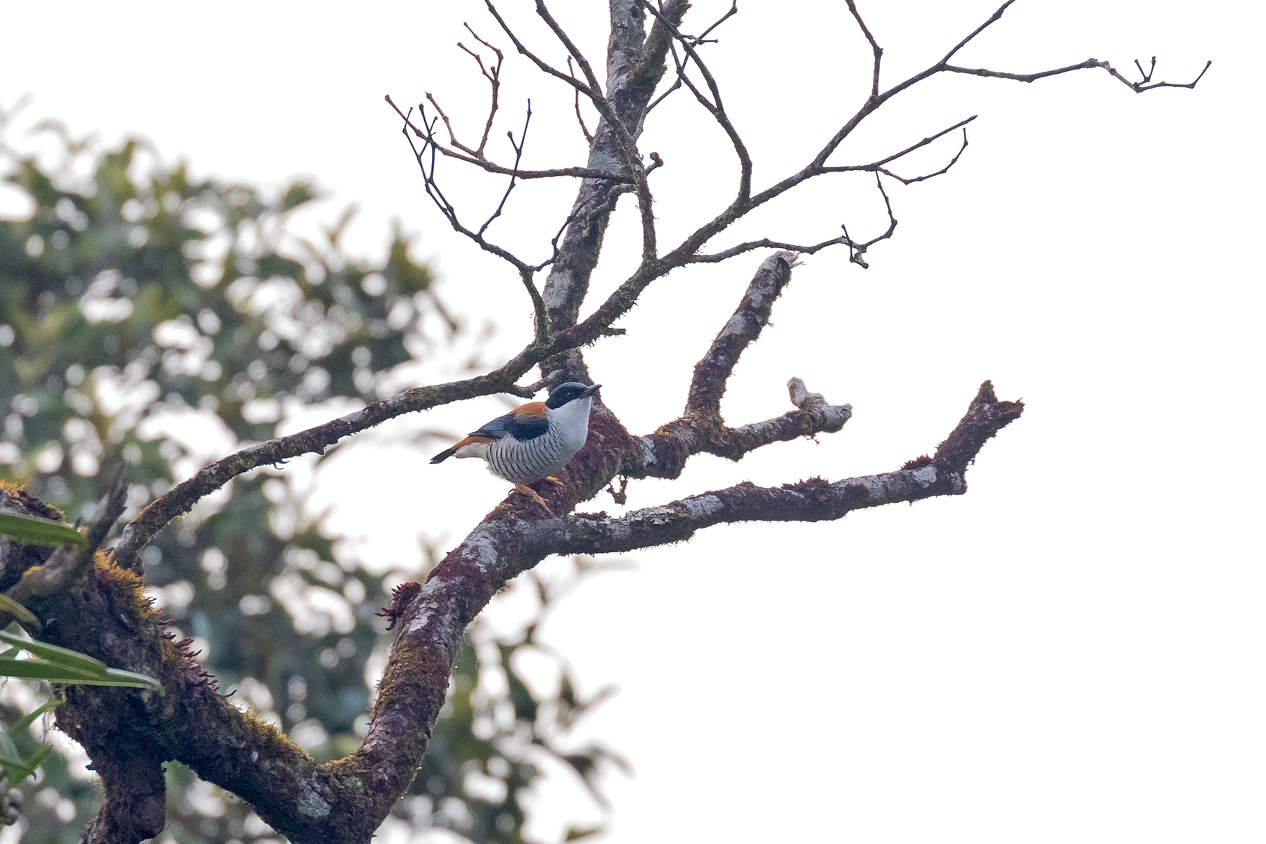 Vietnam Birding Tours - Vietnam Birdwatching Tours - Birdquest