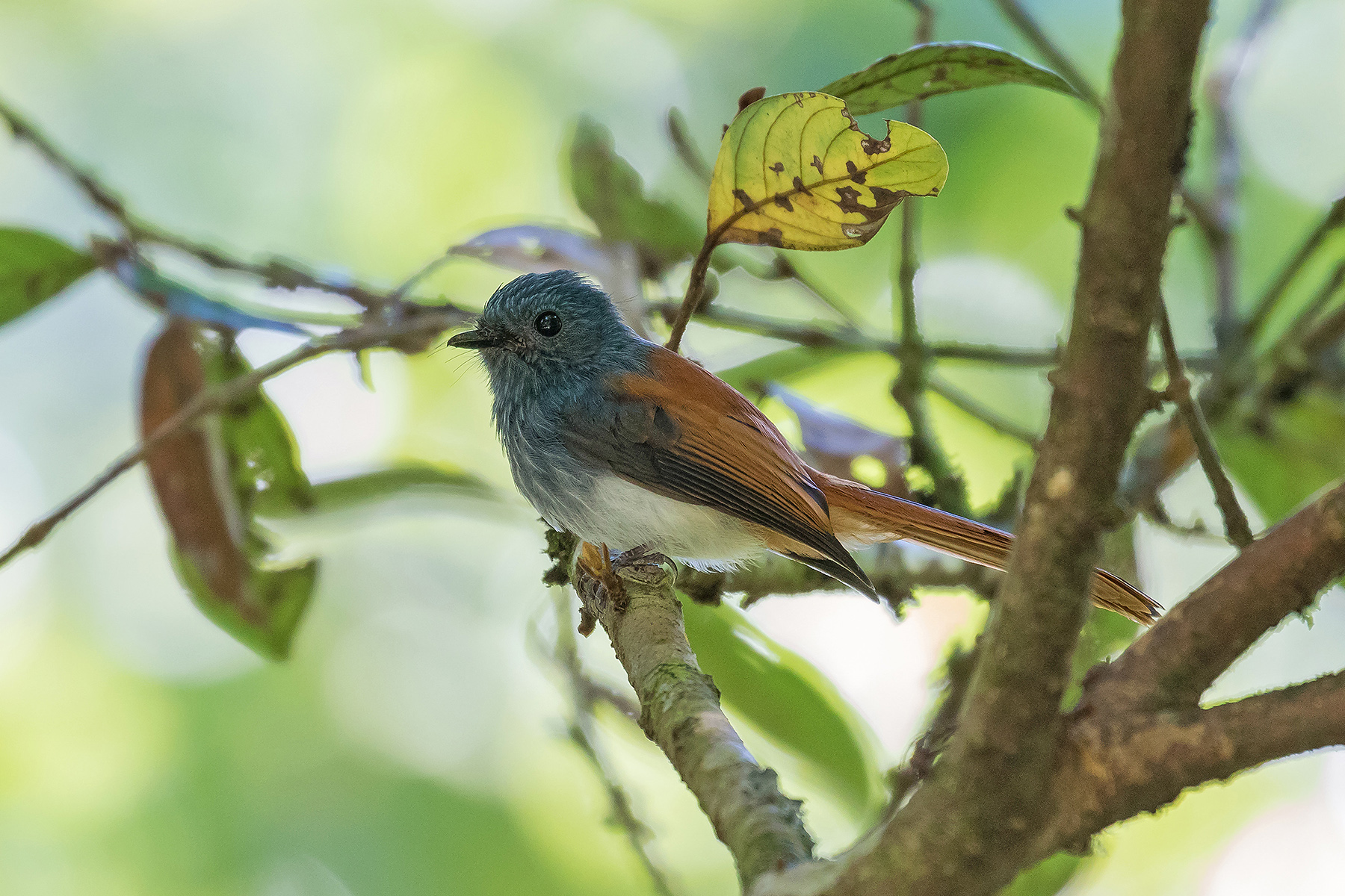 Remote Philippines Birding Tours - Endemics Galore - Birdquest