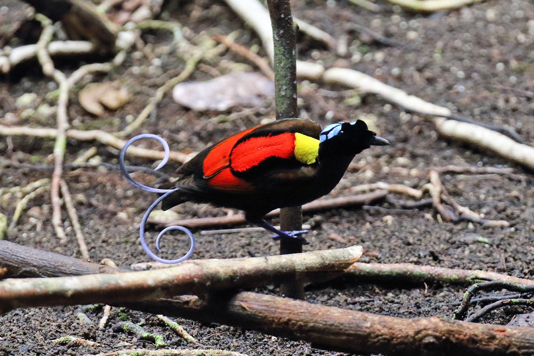 West Papua Tours - Raja Ampat - Indonesia - Birdquest