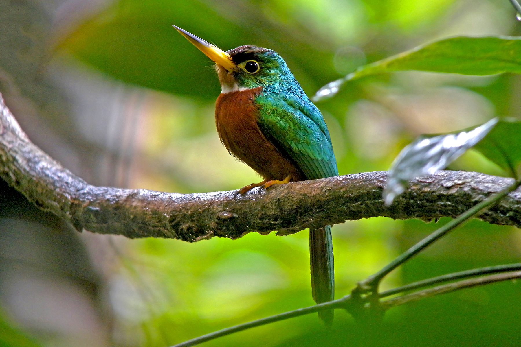 Venezuela Birding Tours - Birdwatching - Birdquest