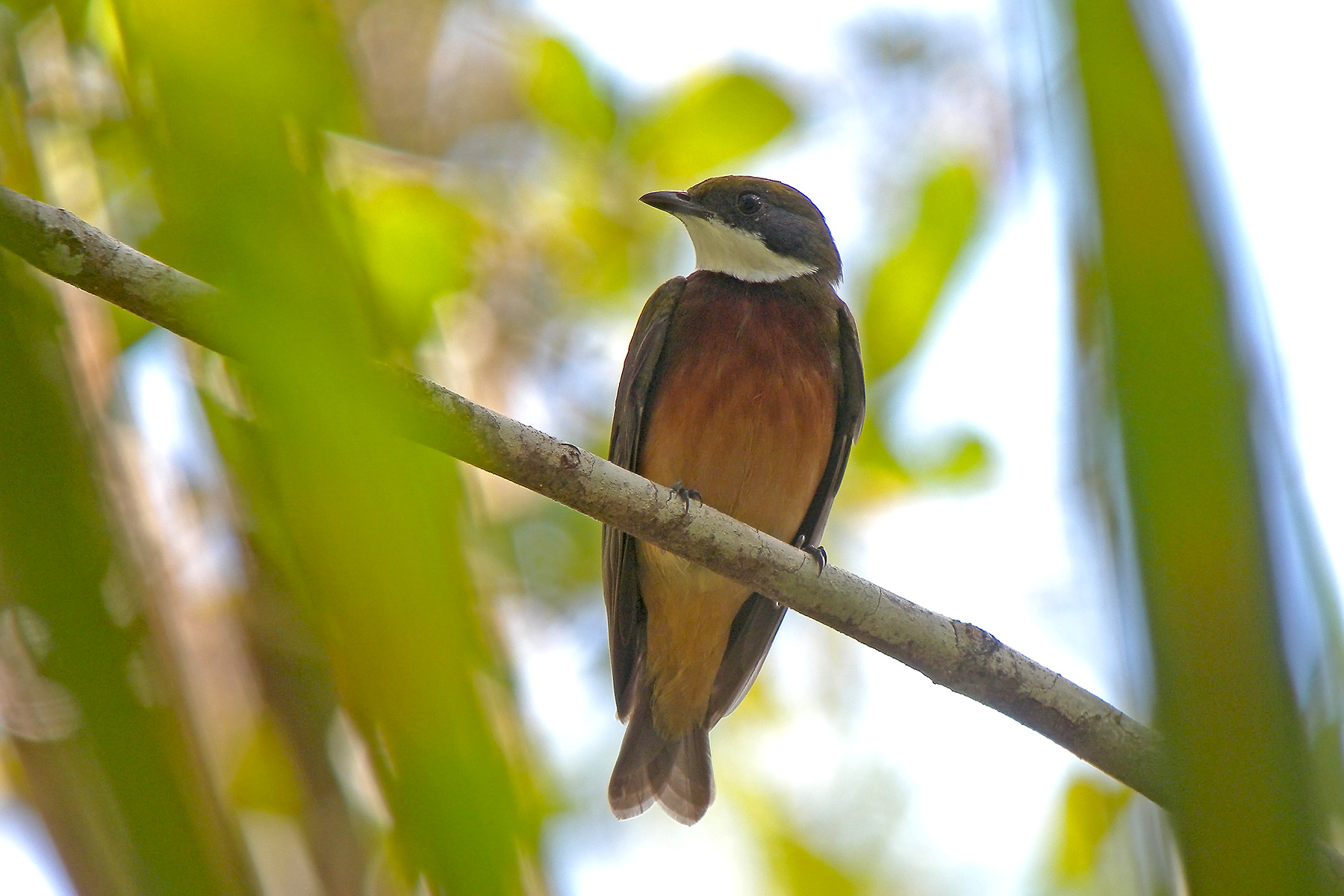 Venezuela Birding Tours - Birdwatching - Birdquest