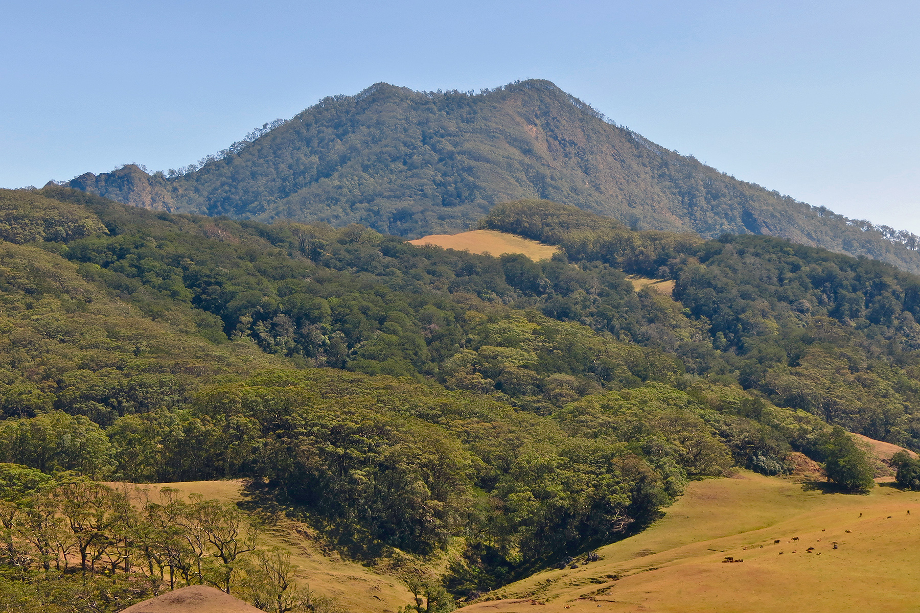 Lesser Sundas Birding Tours, Indonesia - Birdwatching - Birdquest