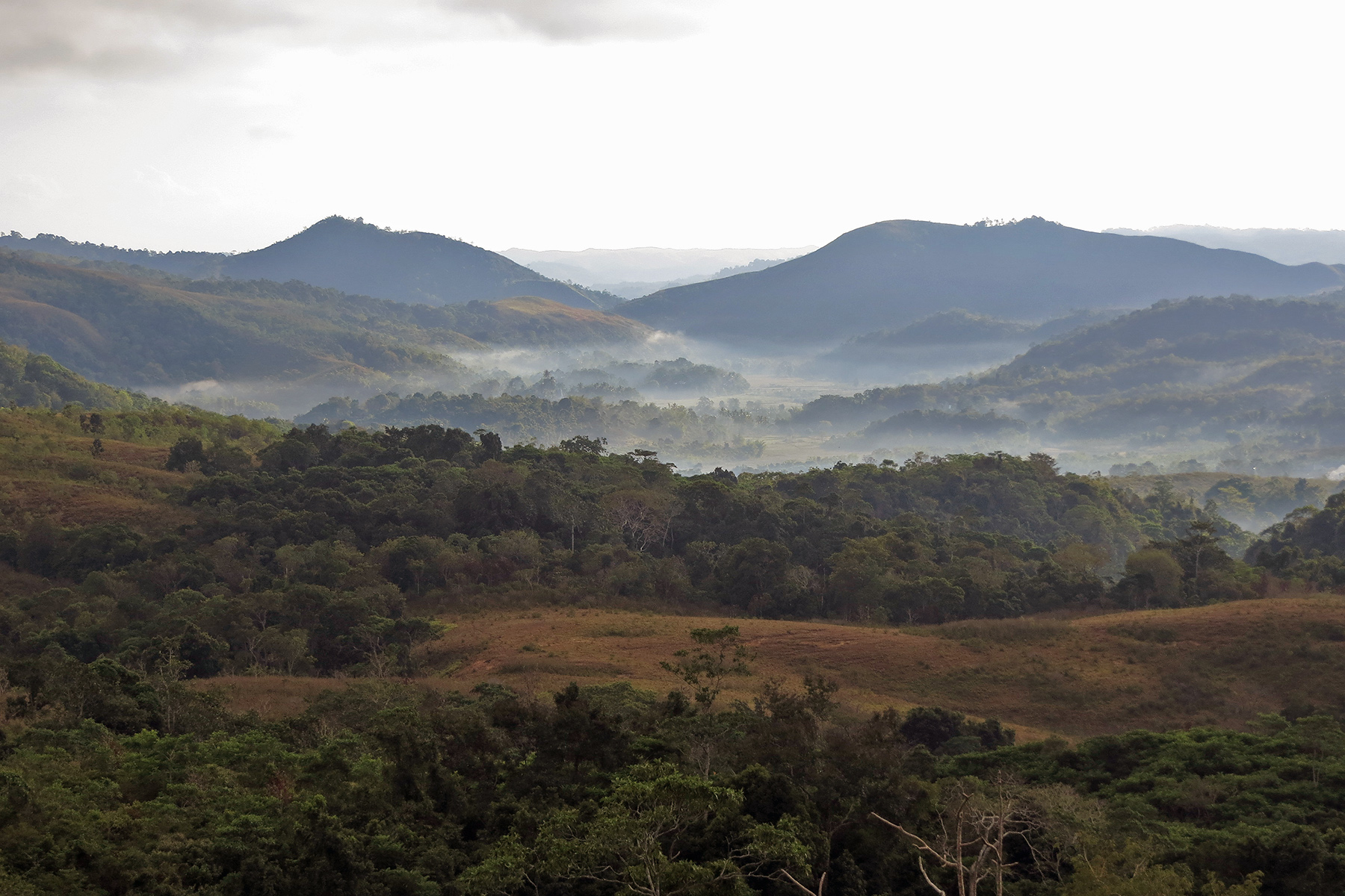 Lesser Sundas Birding Tours, Indonesia - Birdwatching - Birdquest