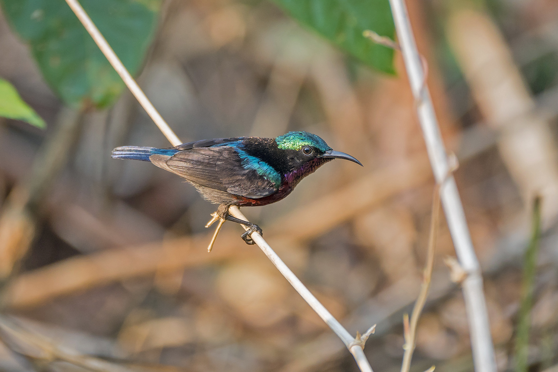 Cambodia Birding Tours - Bird-watching - Birds of Laos - Birdquest