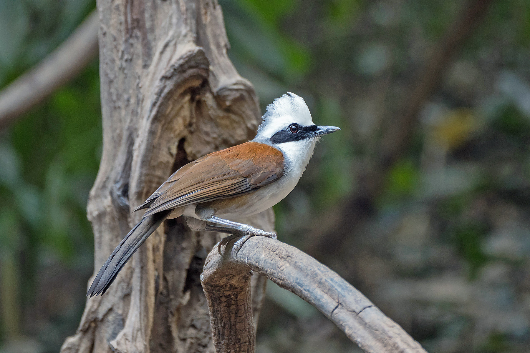 Cambodia Birding Tours - Bird-watching - Birds of Laos - Birdquest