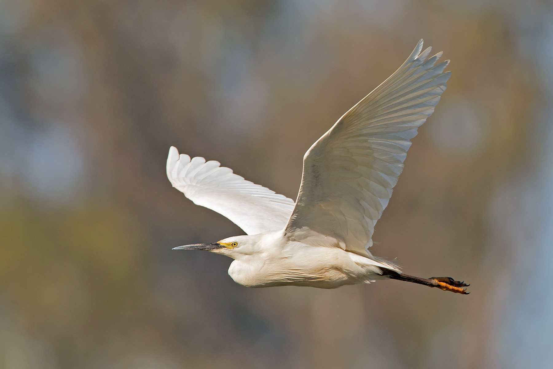Madagascar Birding Tours - Birdwatching Tours - Birdquest