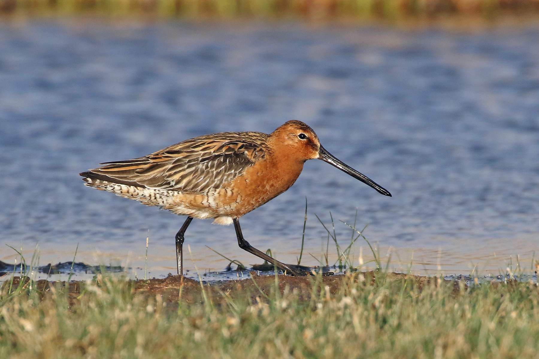 Mongolia Birding Tours - Mongolia Birdwatching Tours - Birdquest