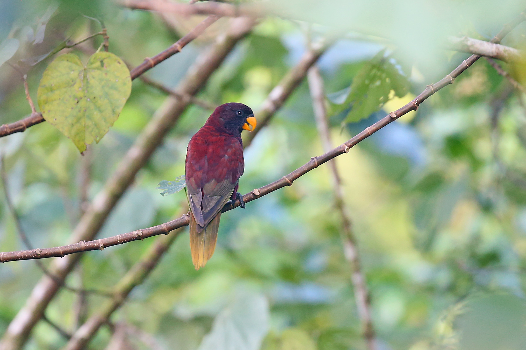 Micronesia Birding Tours - Micronesia Birdwatching - Birdquest