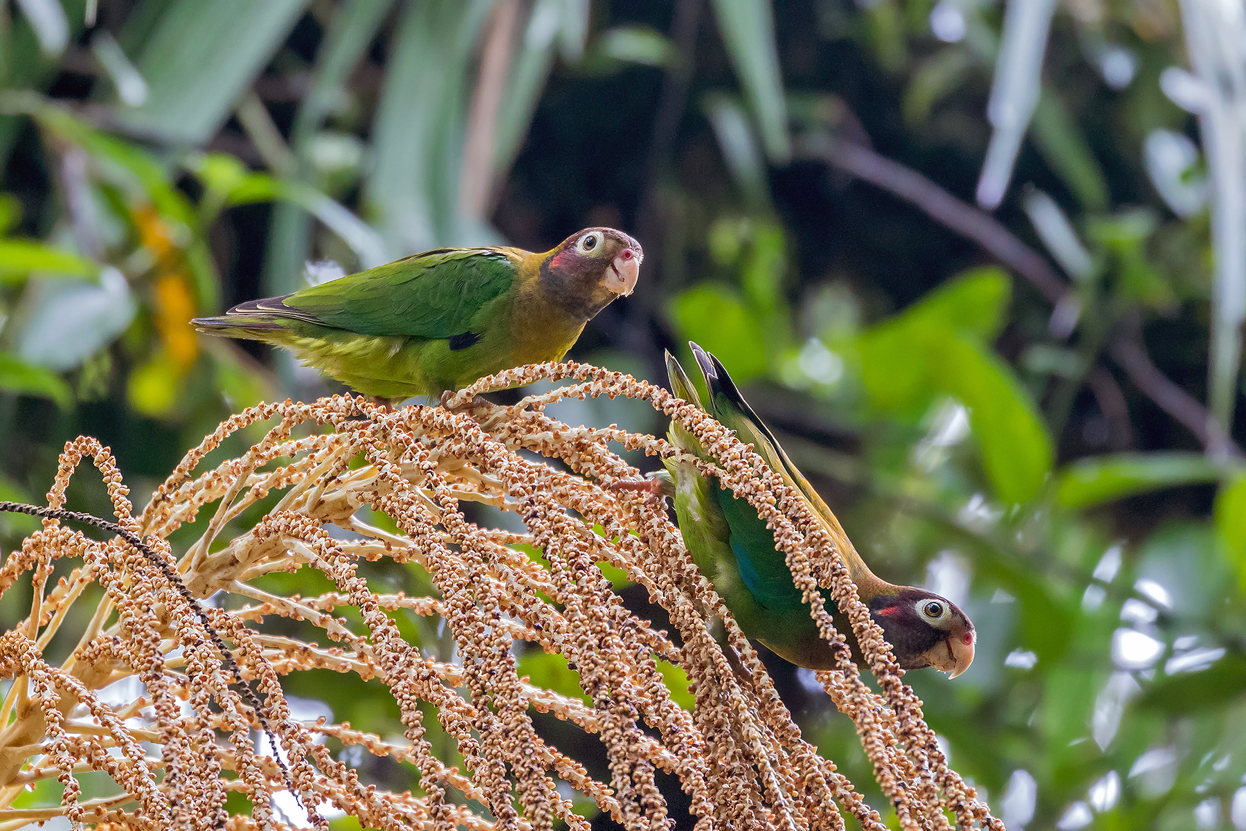 Panama Birding Tours - Darien Bird-watching - Birdquest