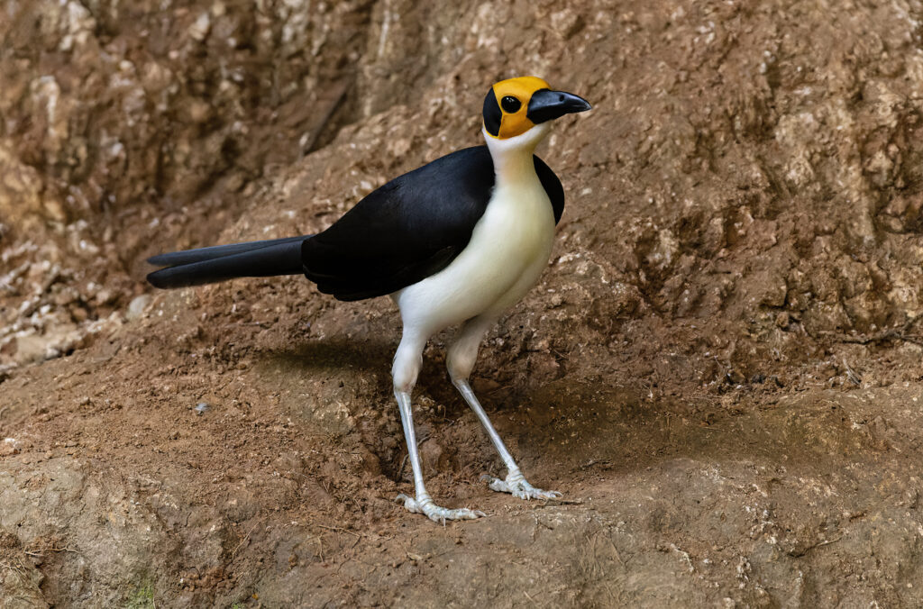 GHANA TOUR REPORT 2021 (I) - BIRDQUEST