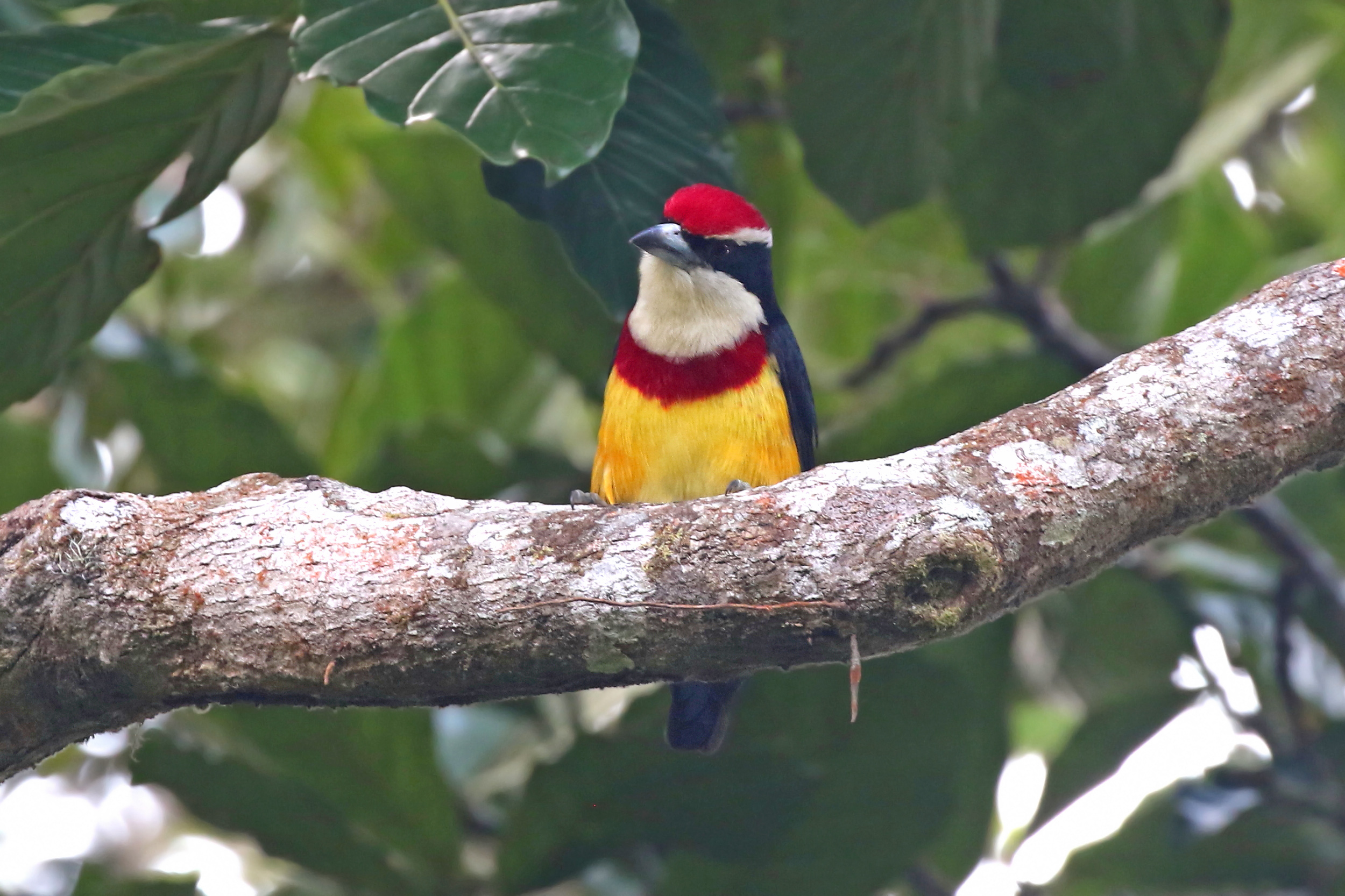 NORTHERN PERU TOUR REPORT 2021 - BIRDQUEST