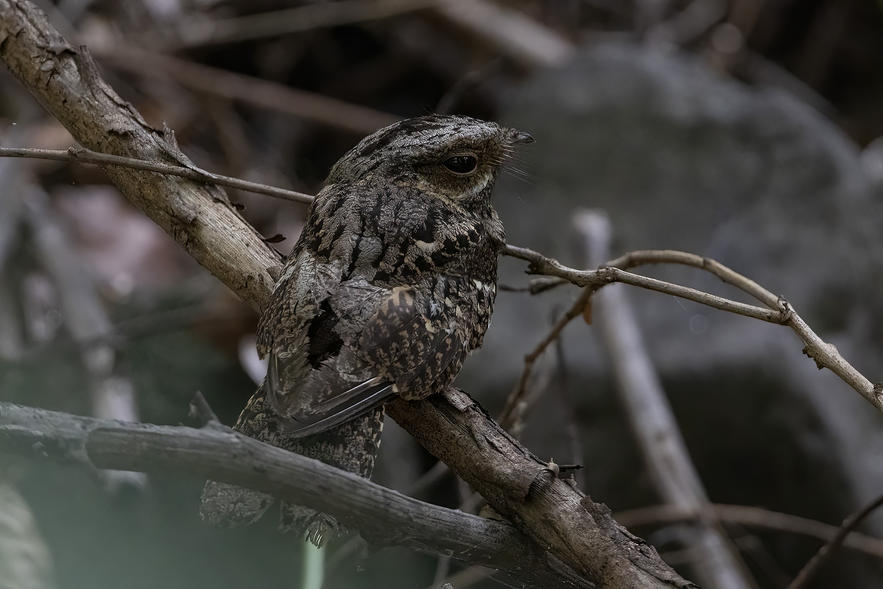 Banda Sea Birding Tours, Indonesia - Birdwatching - Birdquest