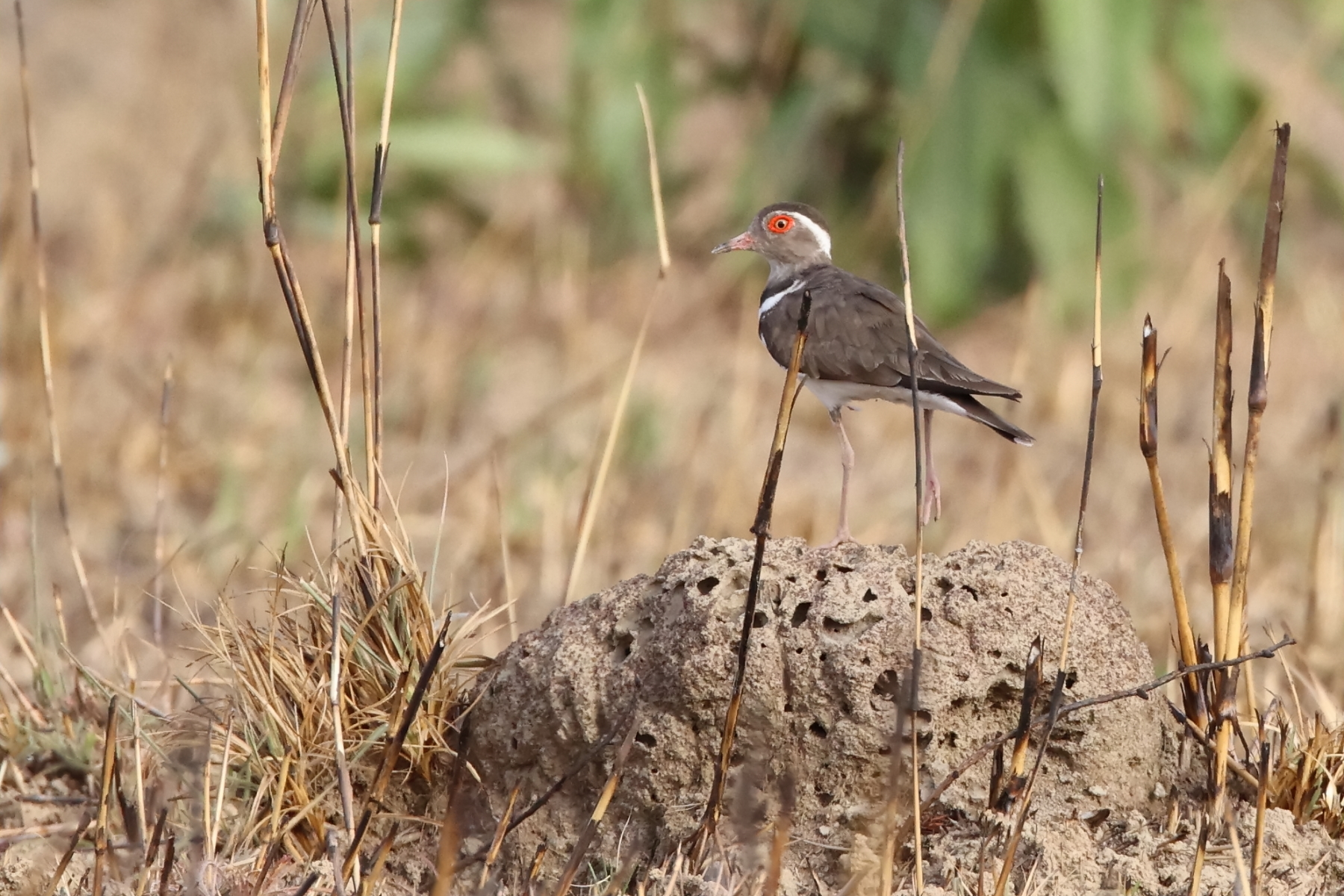 GHANA TOUR REPORT 2023 - BIRDQUEST