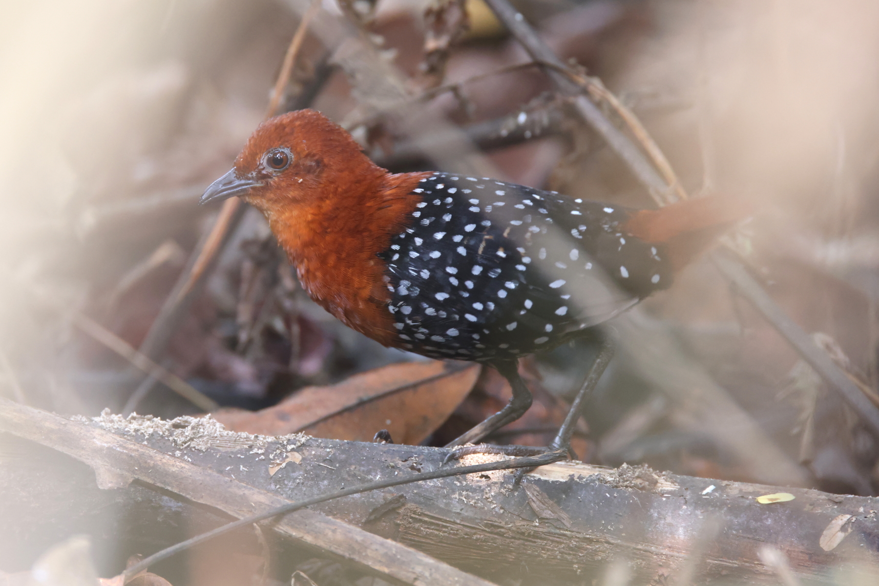 GHANA TOUR REPORT 2023 - BIRDQUEST