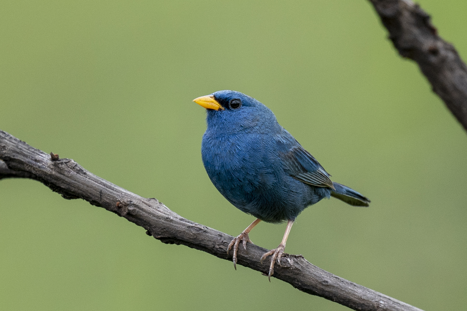 Interior Brazil - Minas Gerais - Birds - Birdquest