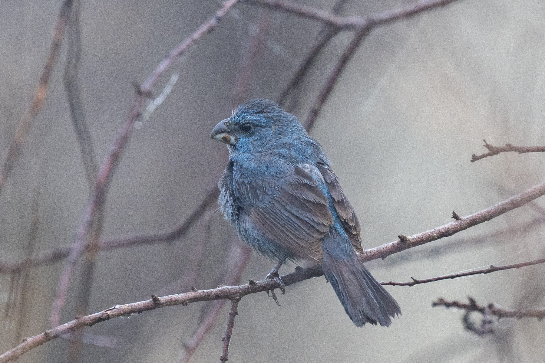 Southeast Brazil Birding Tours - Birdwatching Tours - Birdquest